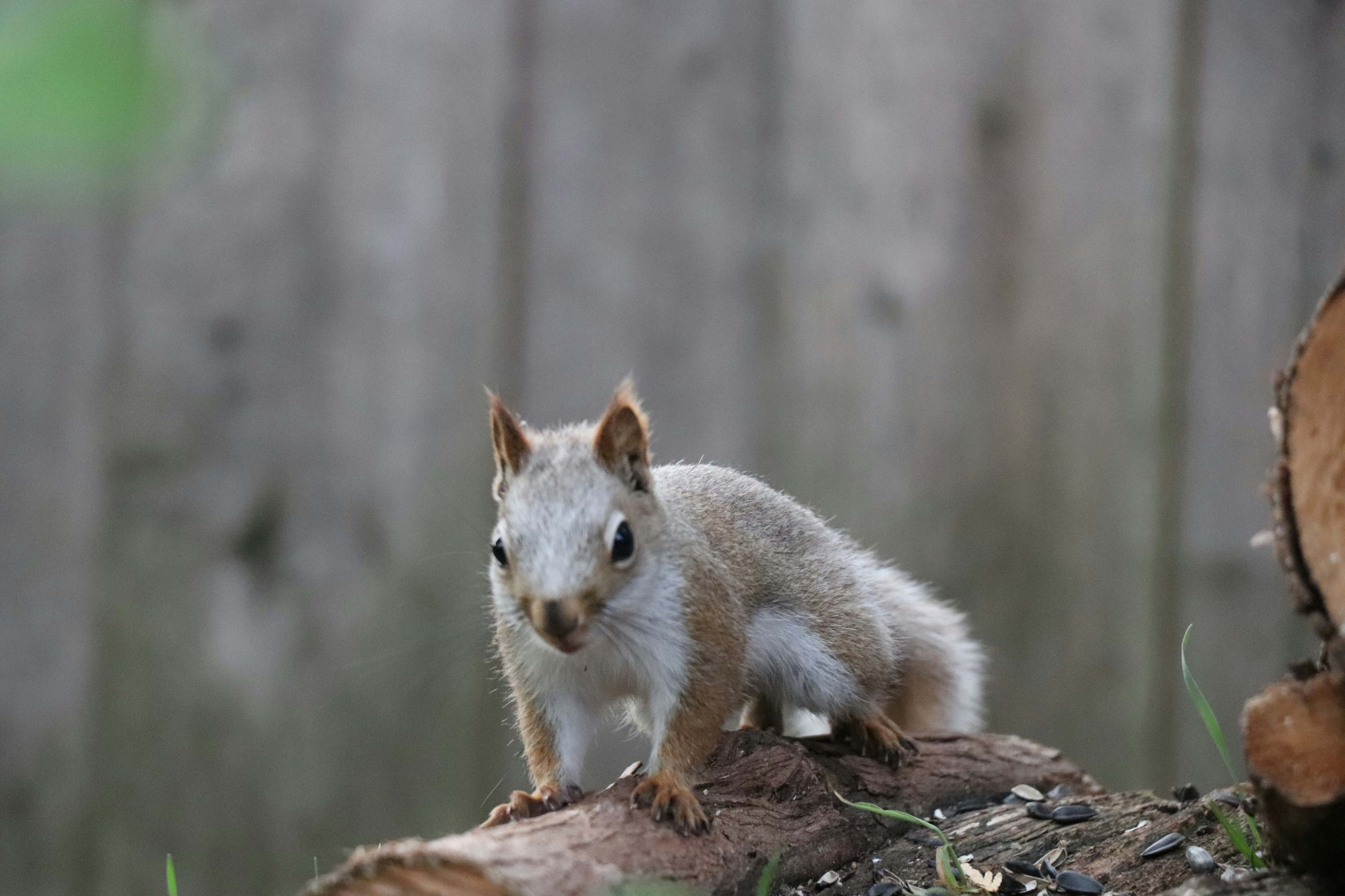 A small squirrel with light brown fur on a wooden log