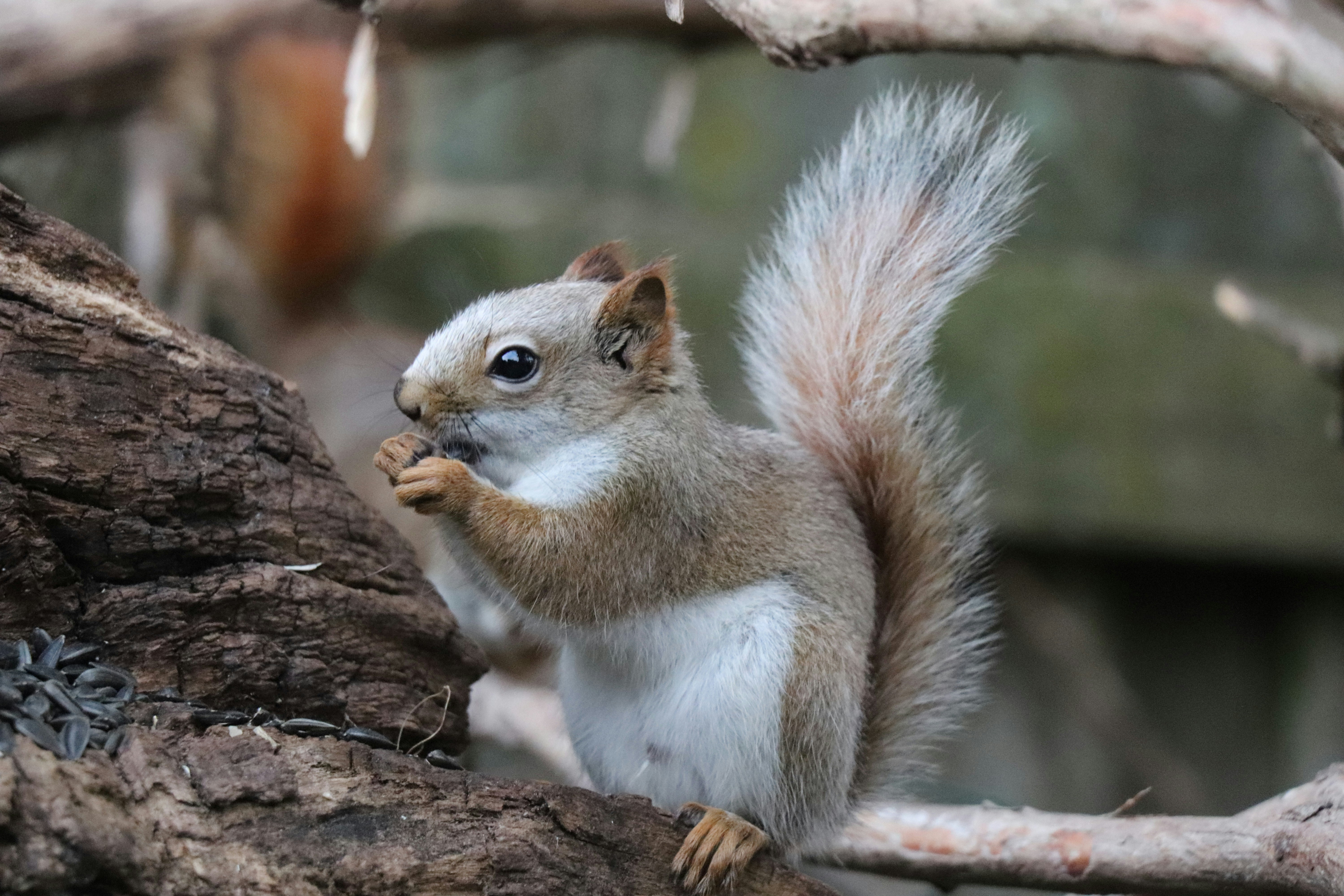Squirrel on Weathered Branch: A Quiet Moment of Nut Pursuit