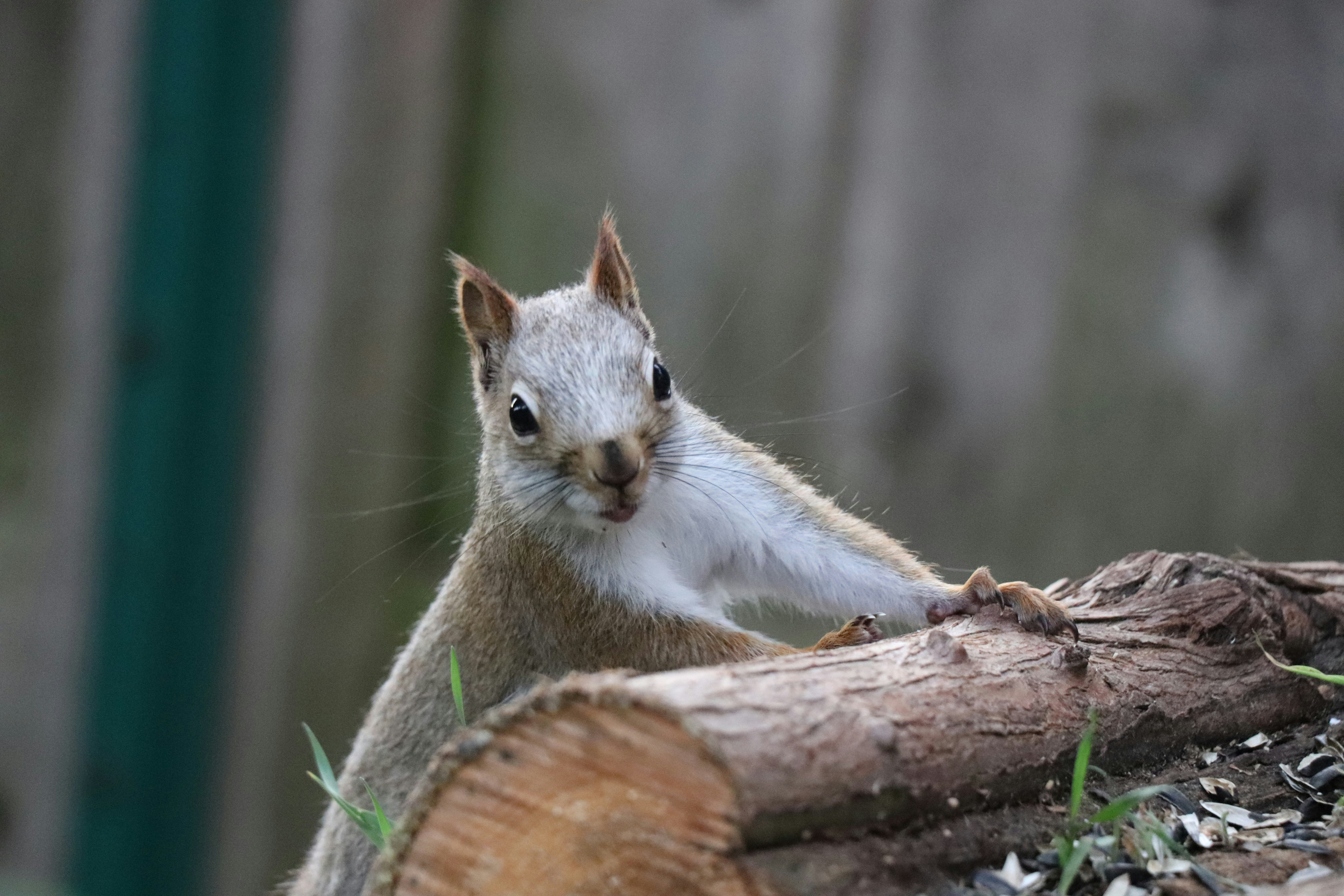 Curious Squirrel Perch: A Woodland Snapshot