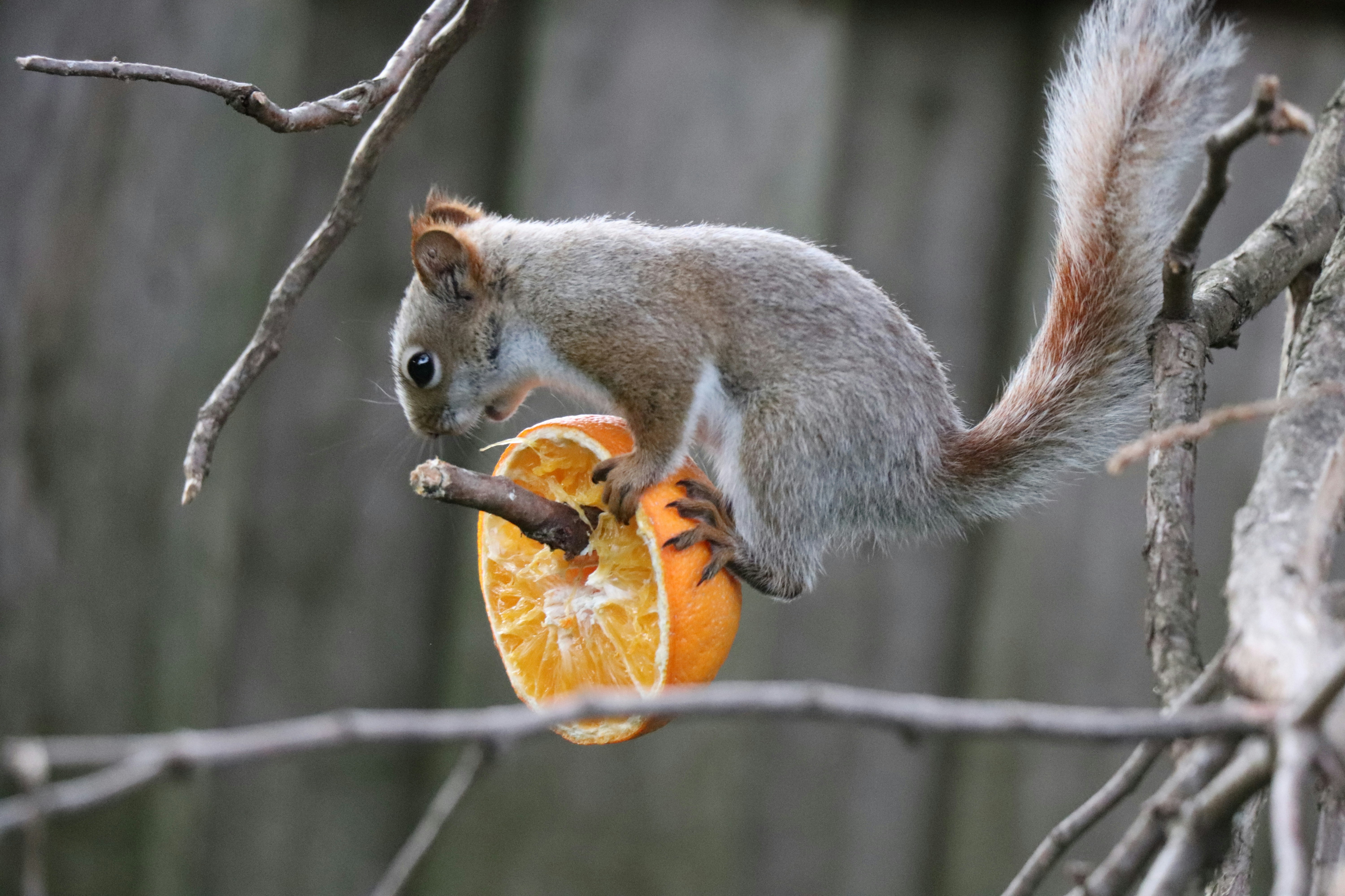 Squirrel on a Citrus Break: A Nutritious Moment Amid Branches