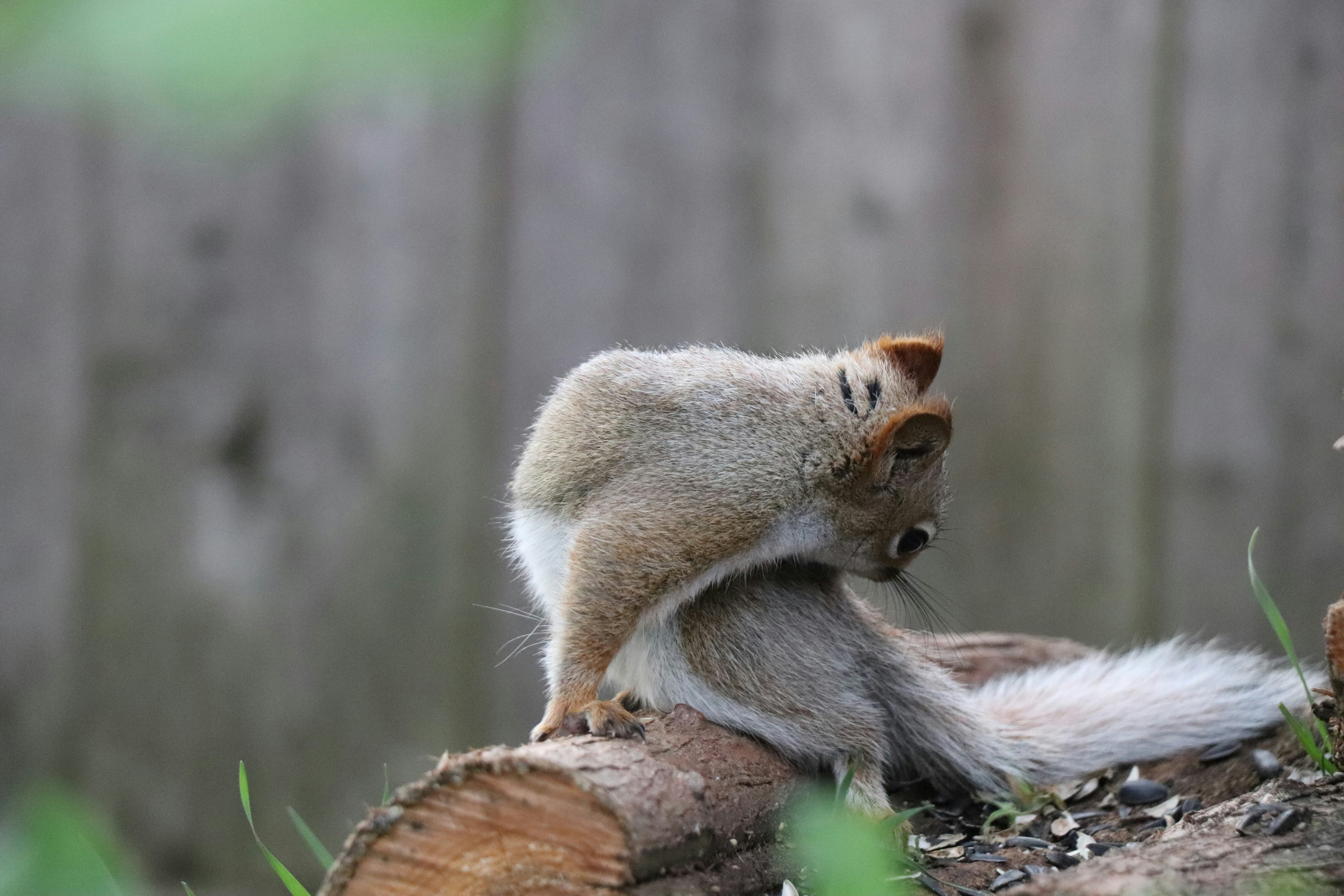 Curled Squirrel Portrait: A Posture of Rest on a Log