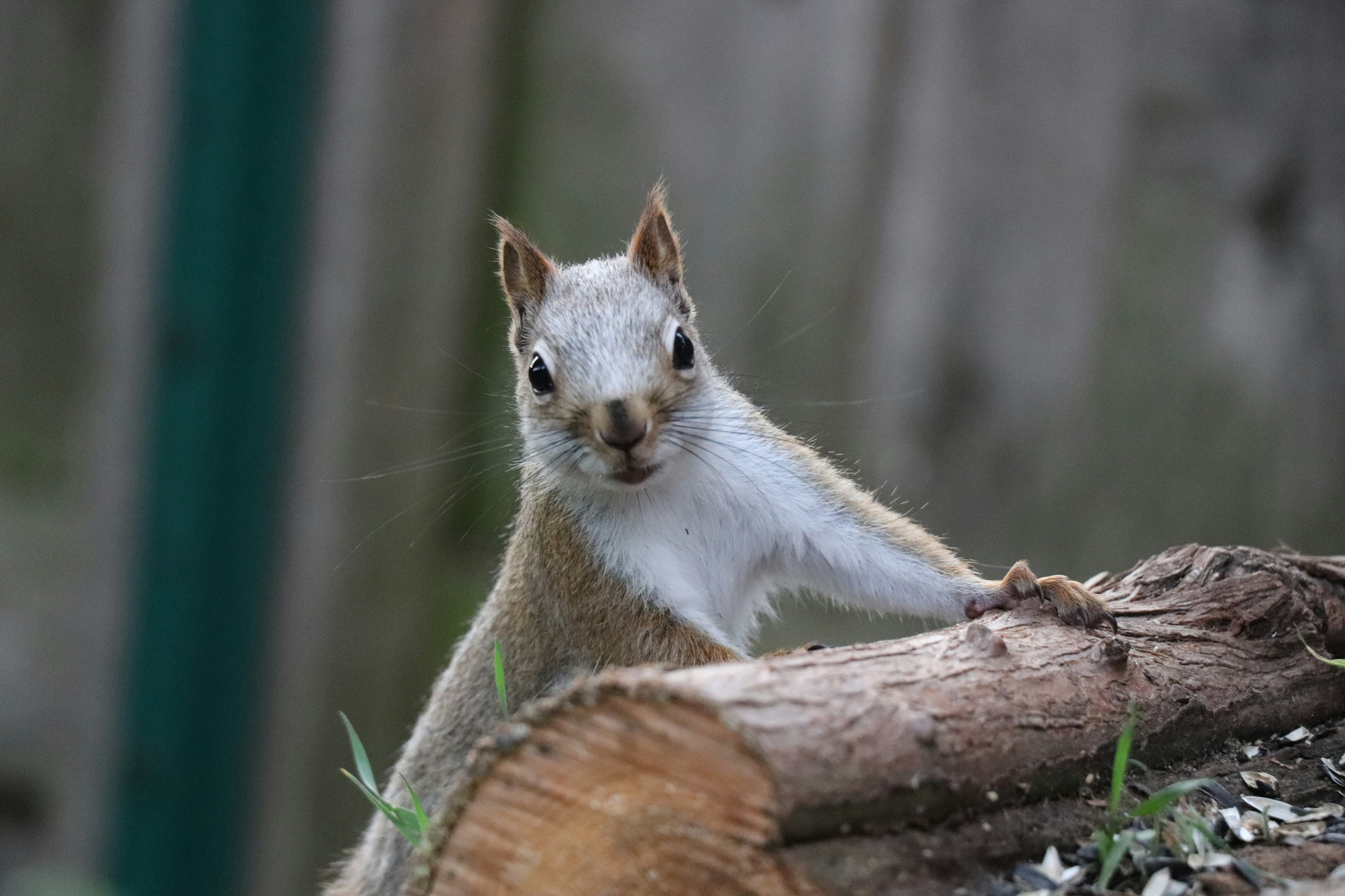 Curious Squirrel Perched on a Log