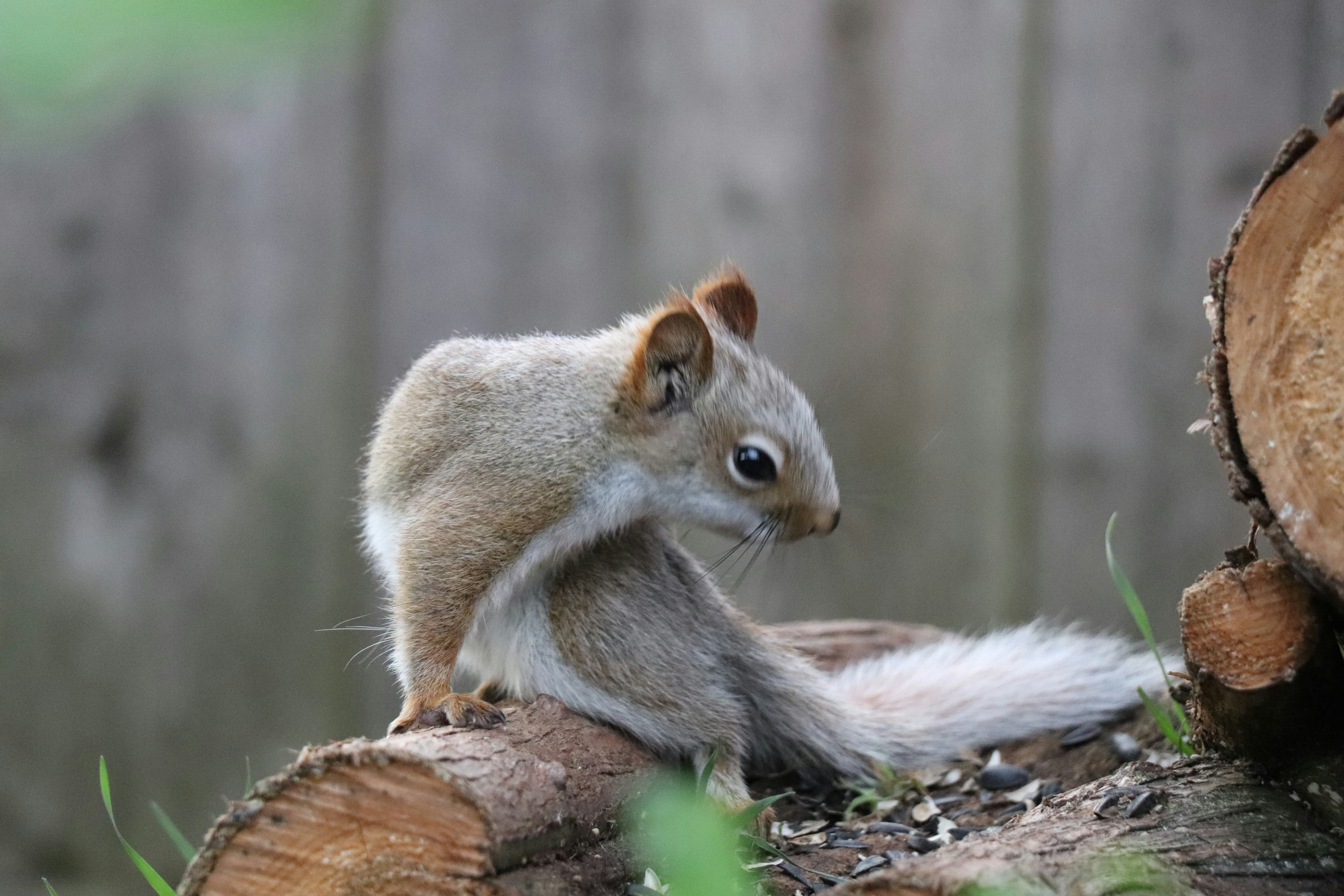 Curious Squirrel Pause on a Log Bathed in Soft Garden Light