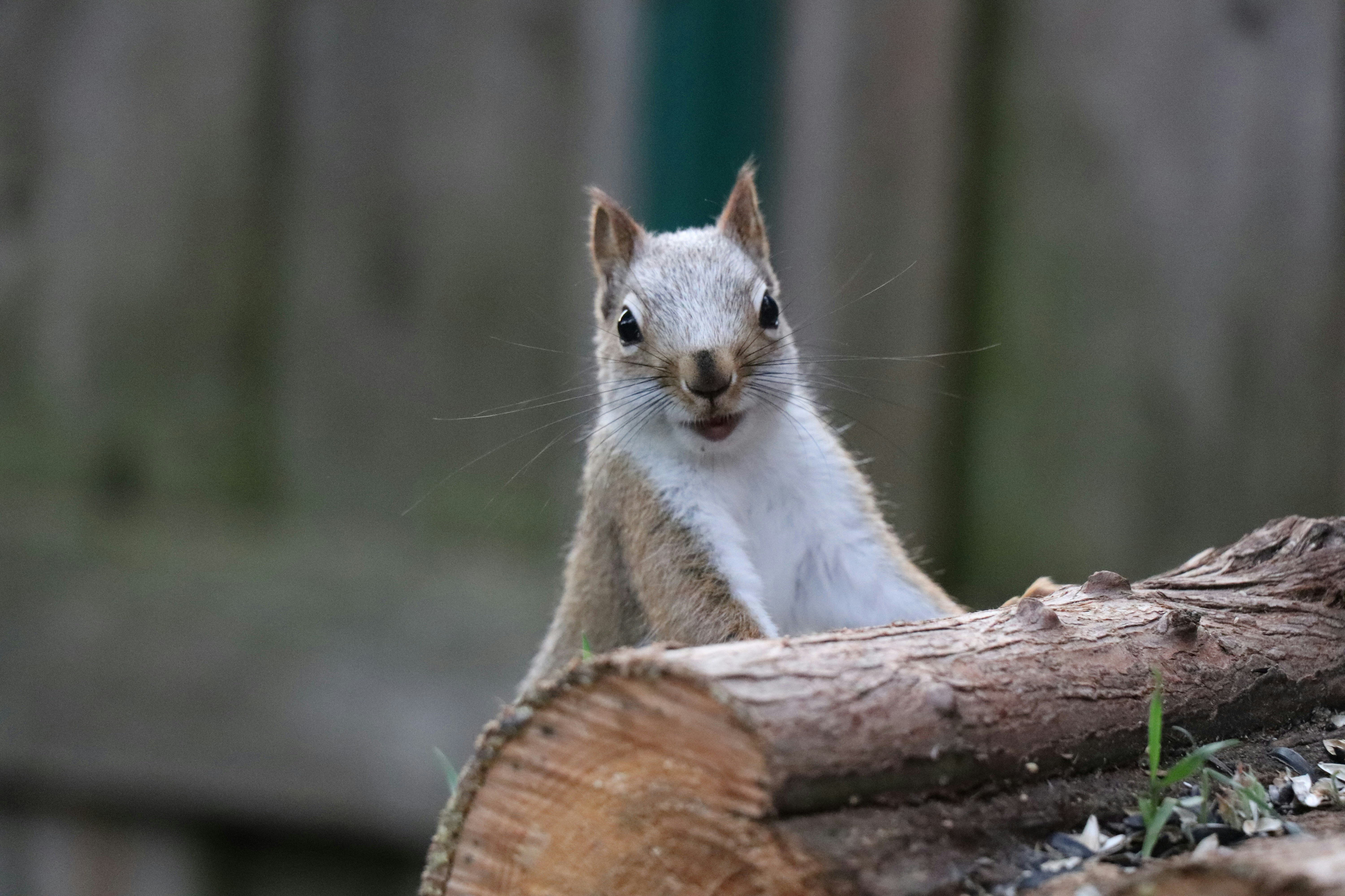 Foreground Squirrel perches on log, eye contact with camera