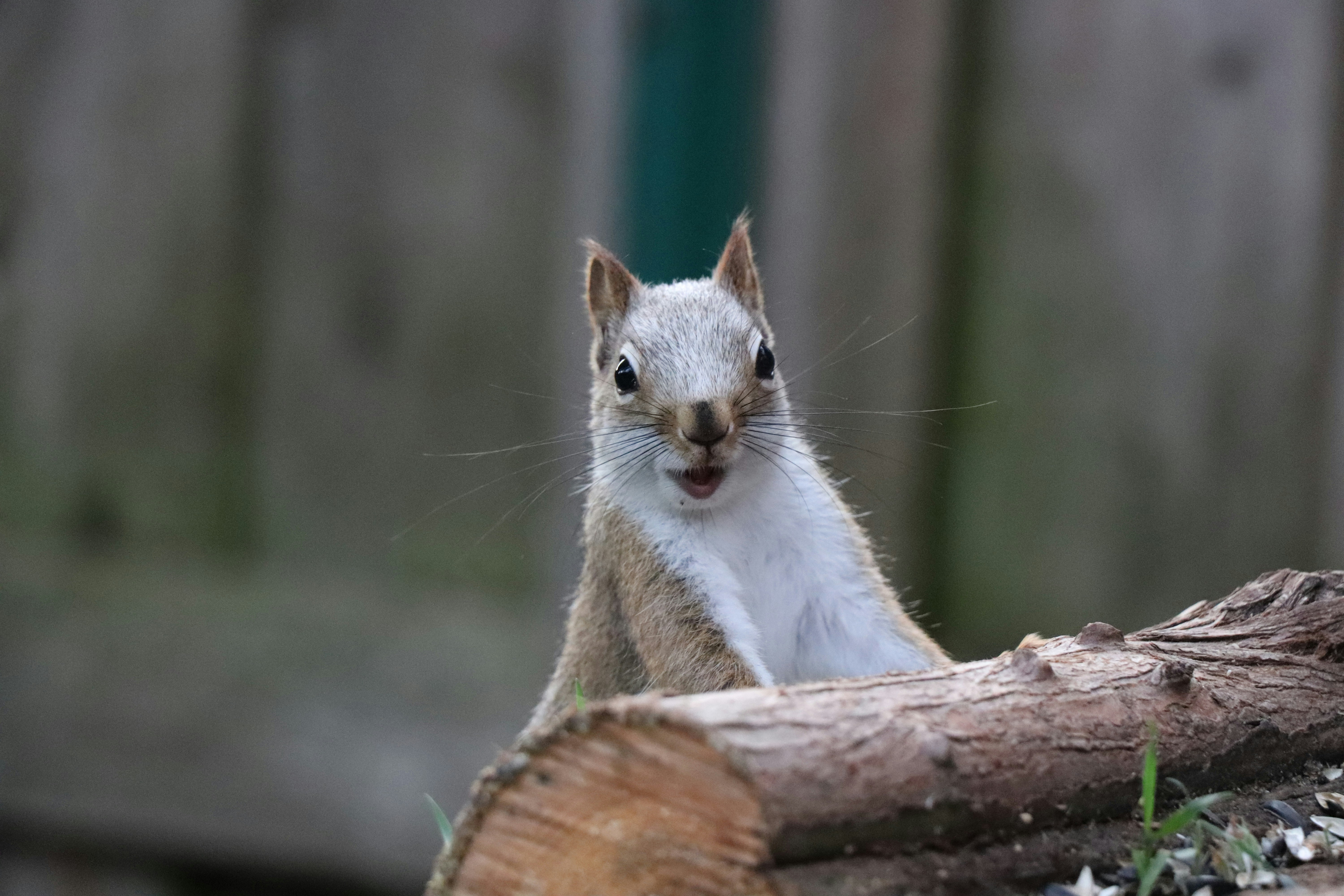 Curious Squirrel On a Log: A Moment of Playful Alertness