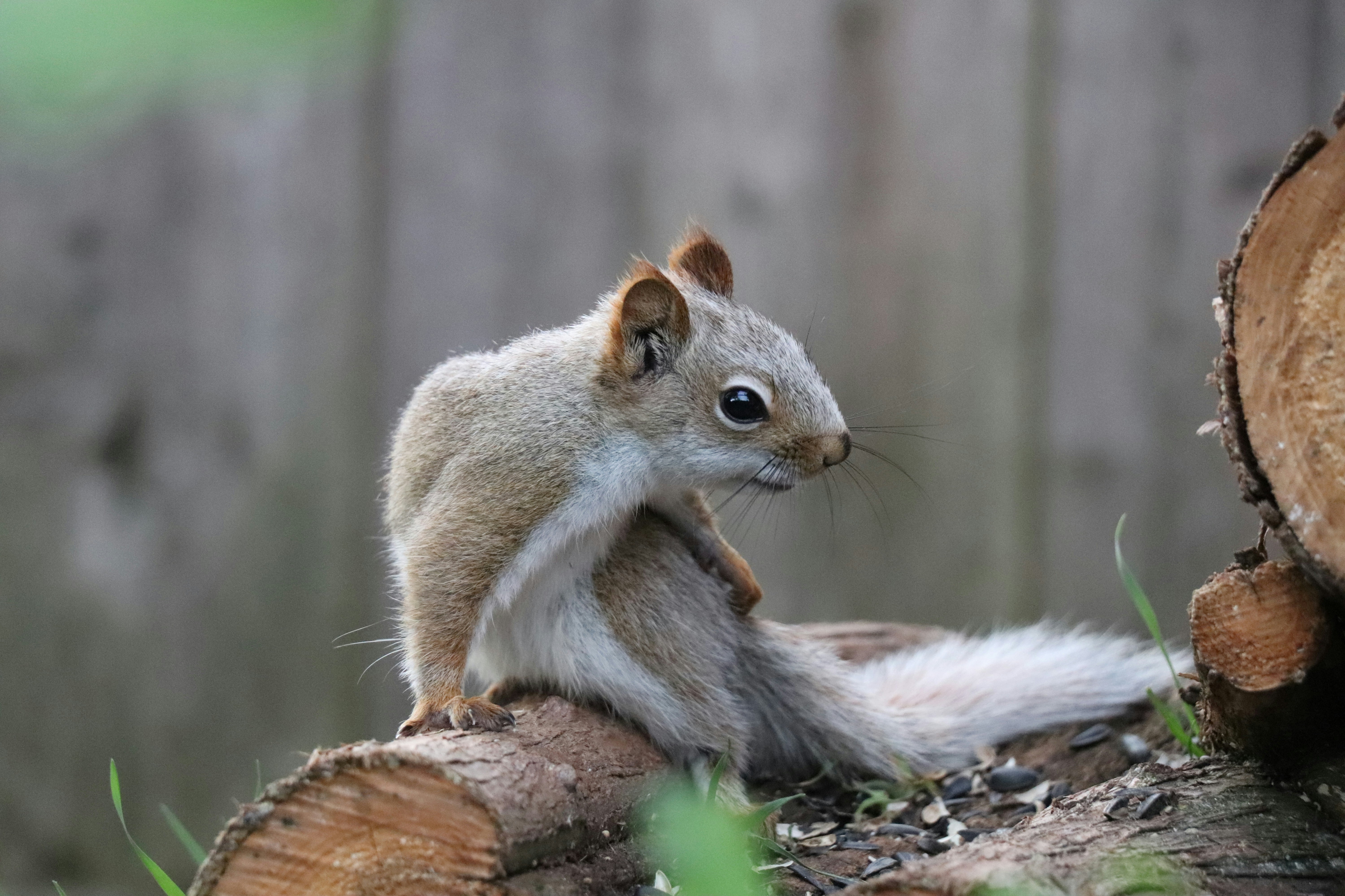 Assembly Idle: Squirrel on a Log in Soft Outdoor Light