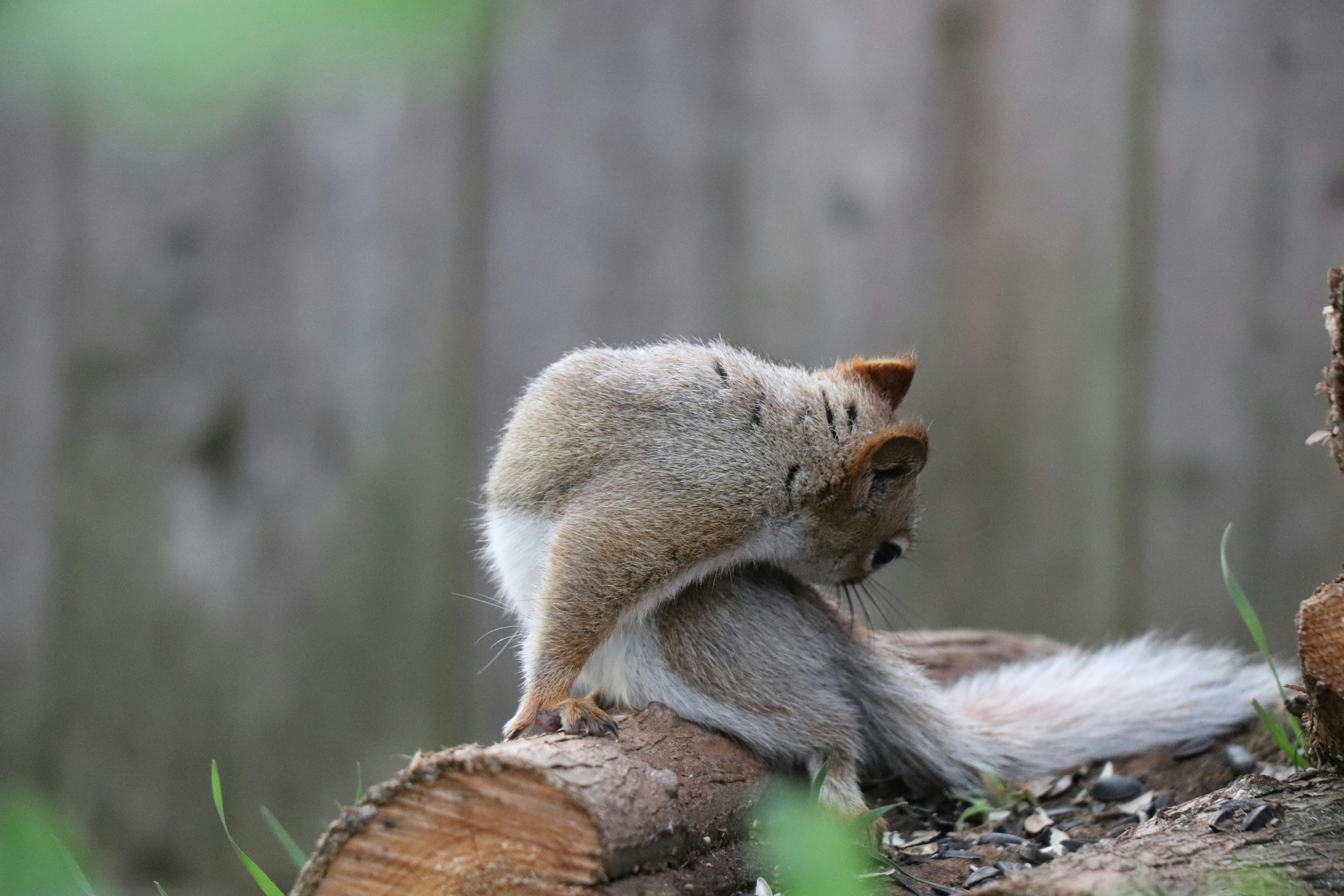 Tiny Squirrel Contemplates a Quiet Turn on a Log