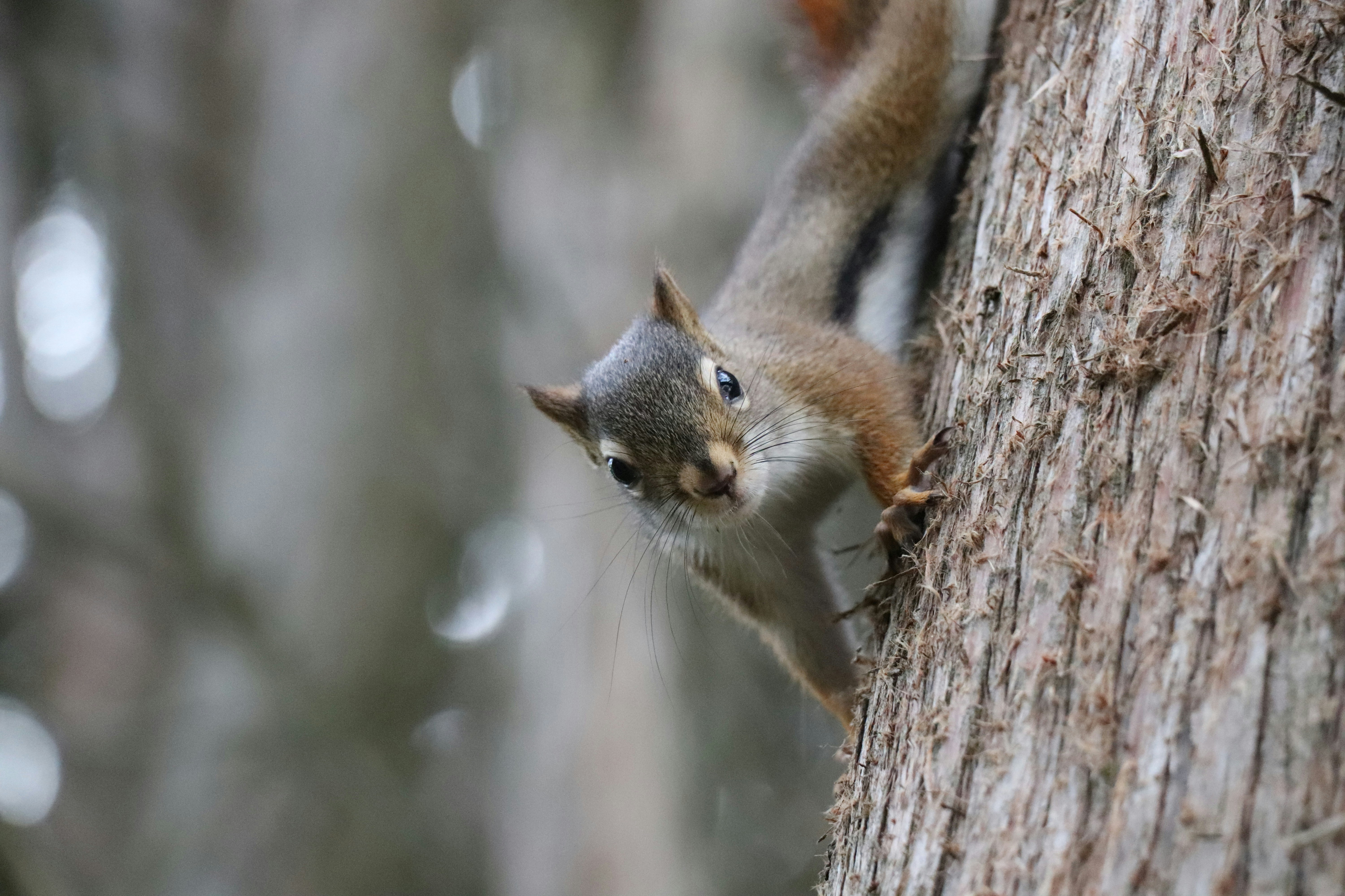 Tiny Acrobat: Squirrel Clings to Bark in a Forest Stare