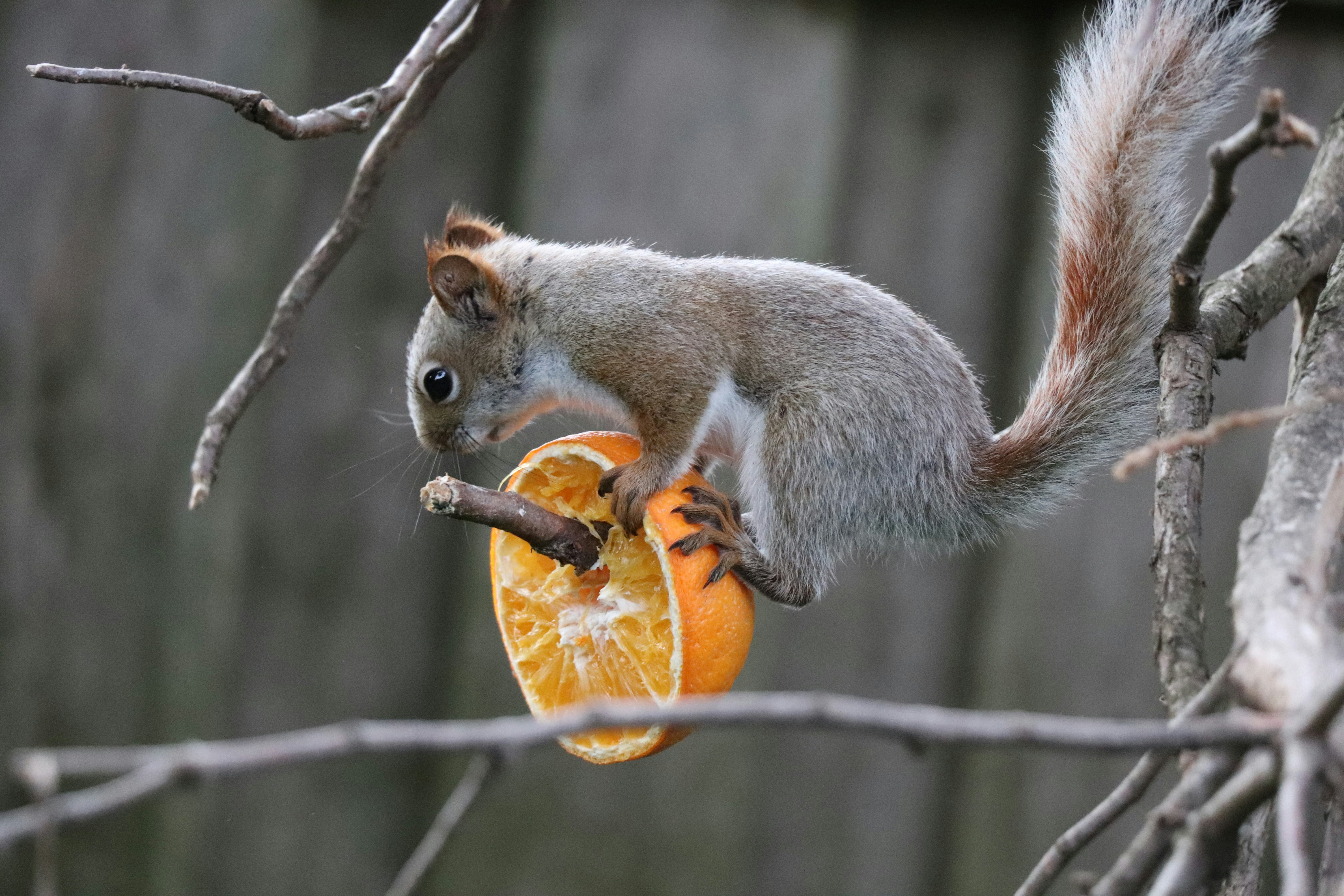 Squirrel on a Branch Nibbles an Orange Slice