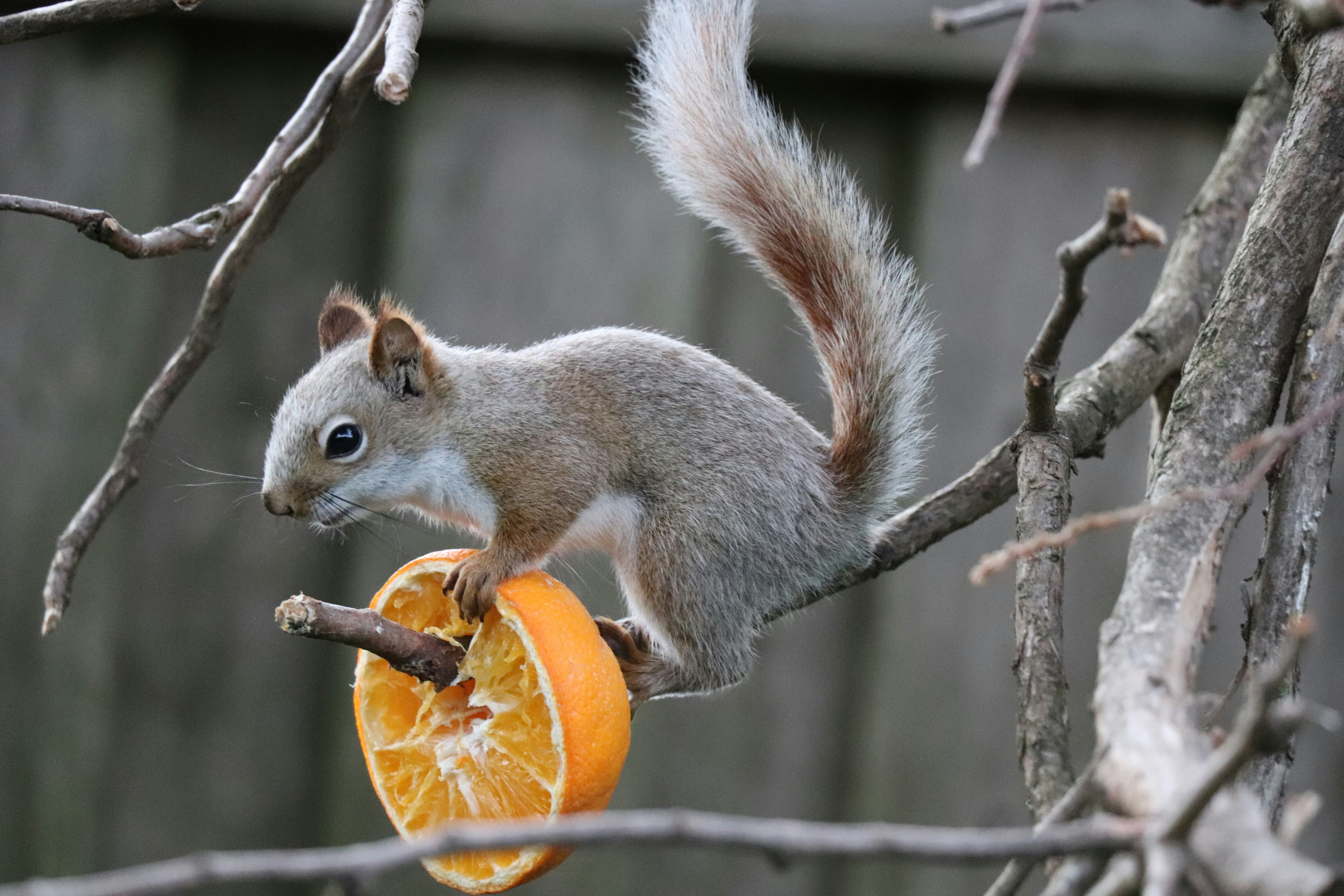 Squirrel on a Citrus Snack: Moment of Balance Among Branches