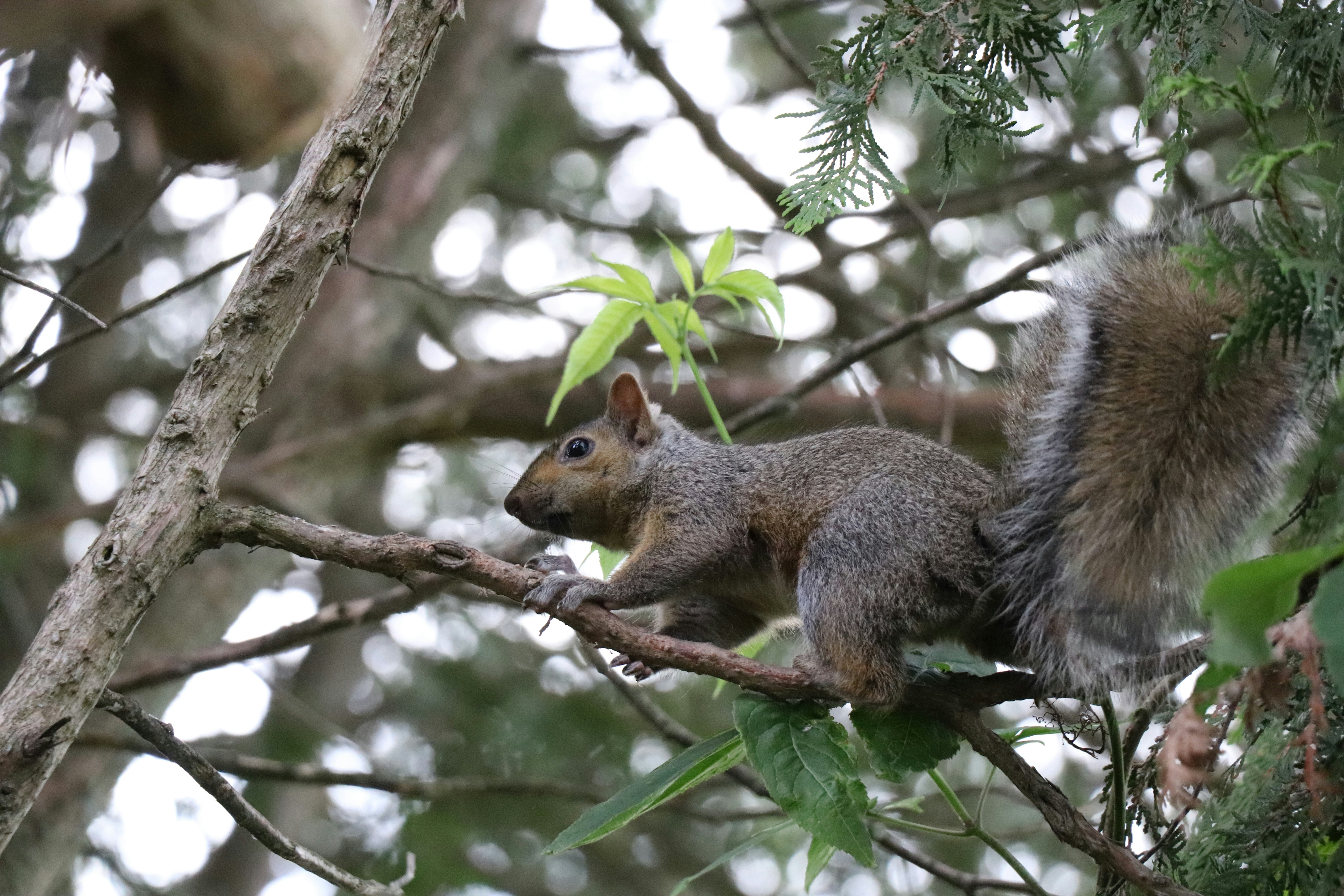 Forest Acrobat: The Squirrel Scout on a Momentary Branch