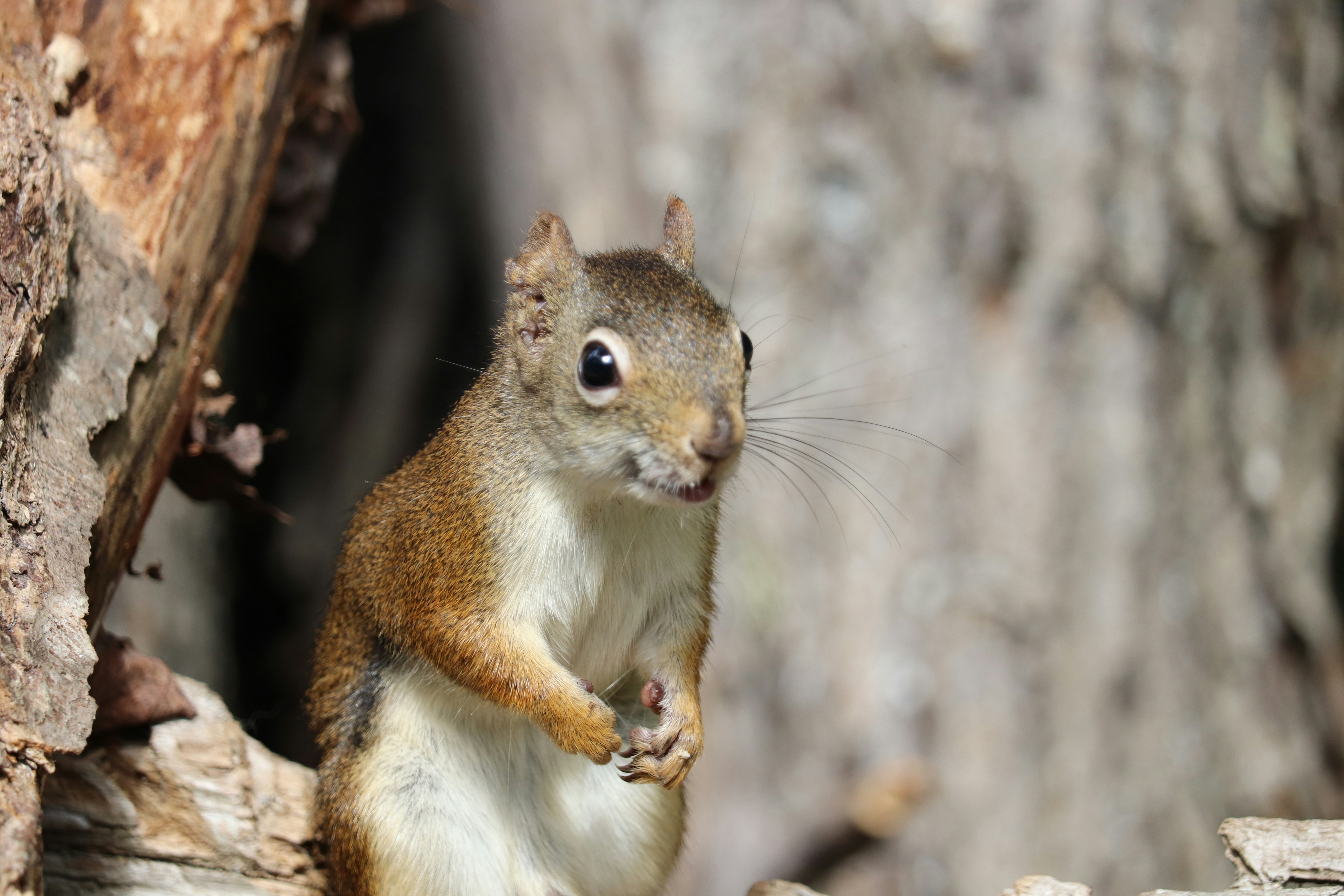 Squirrel on Wood Stack: Curious Pause Amid Timber