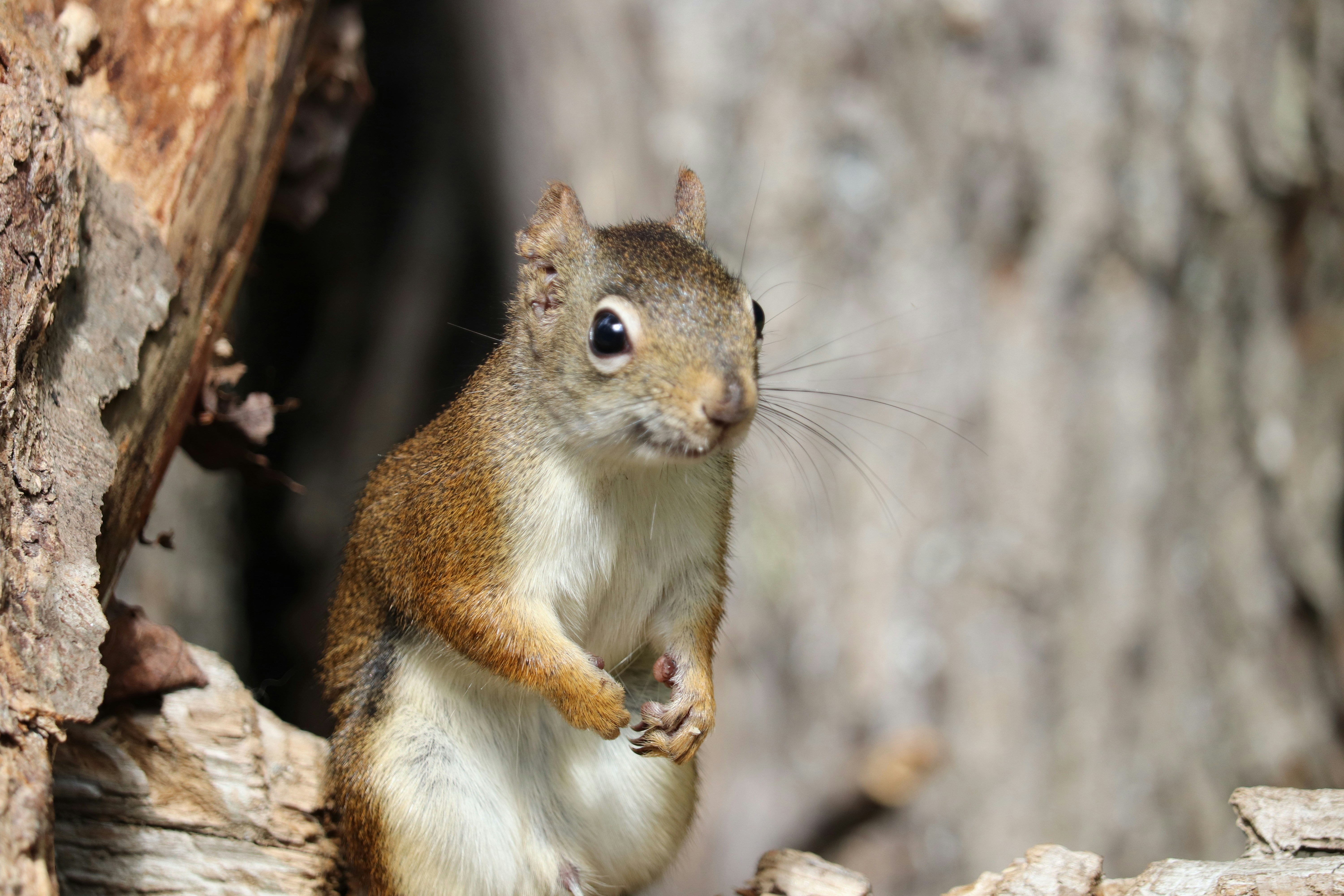Nut-Treasure Stare: A Squirrel Amid Bark and Light