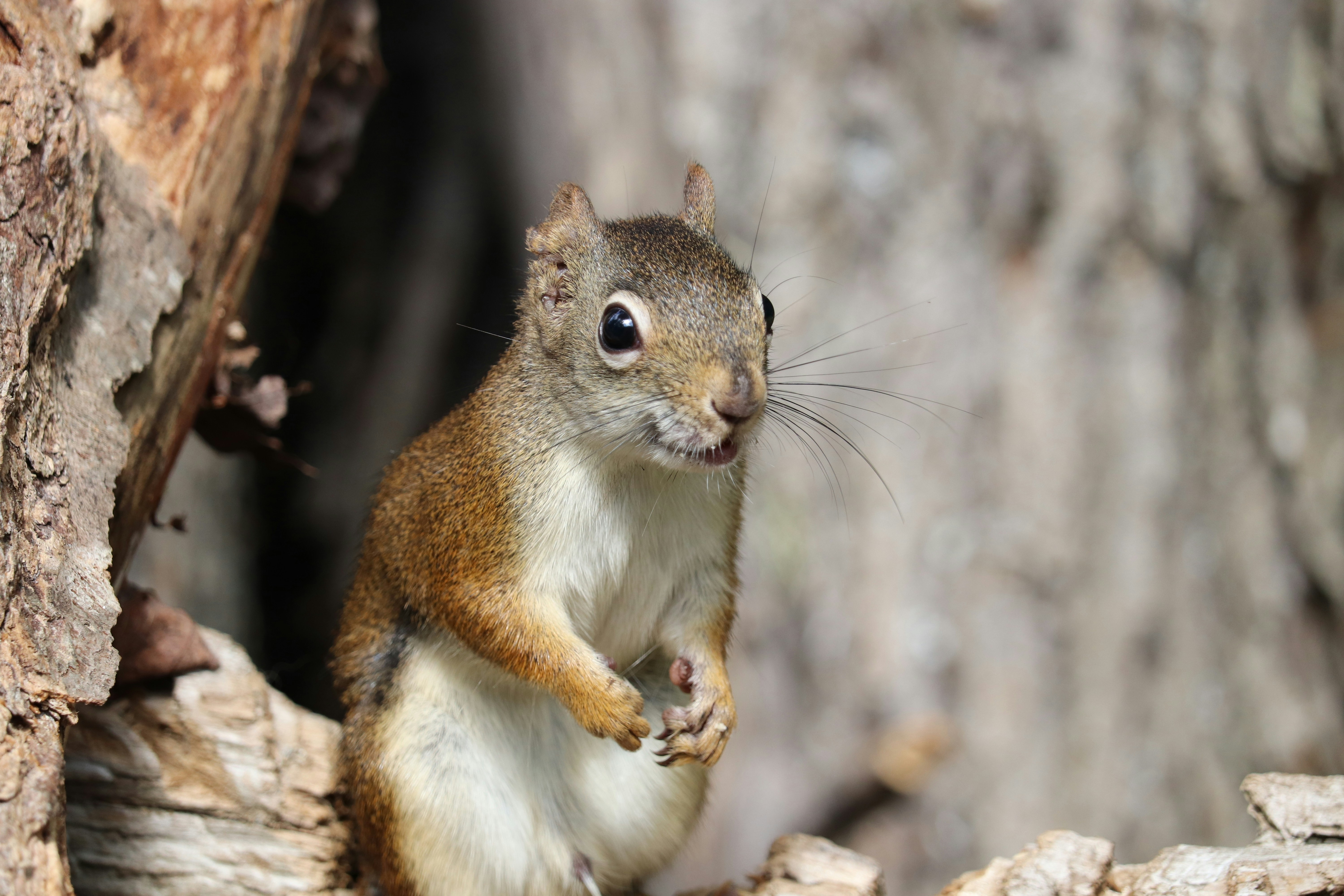 Curious Squirrel Stares Down the Barkscape