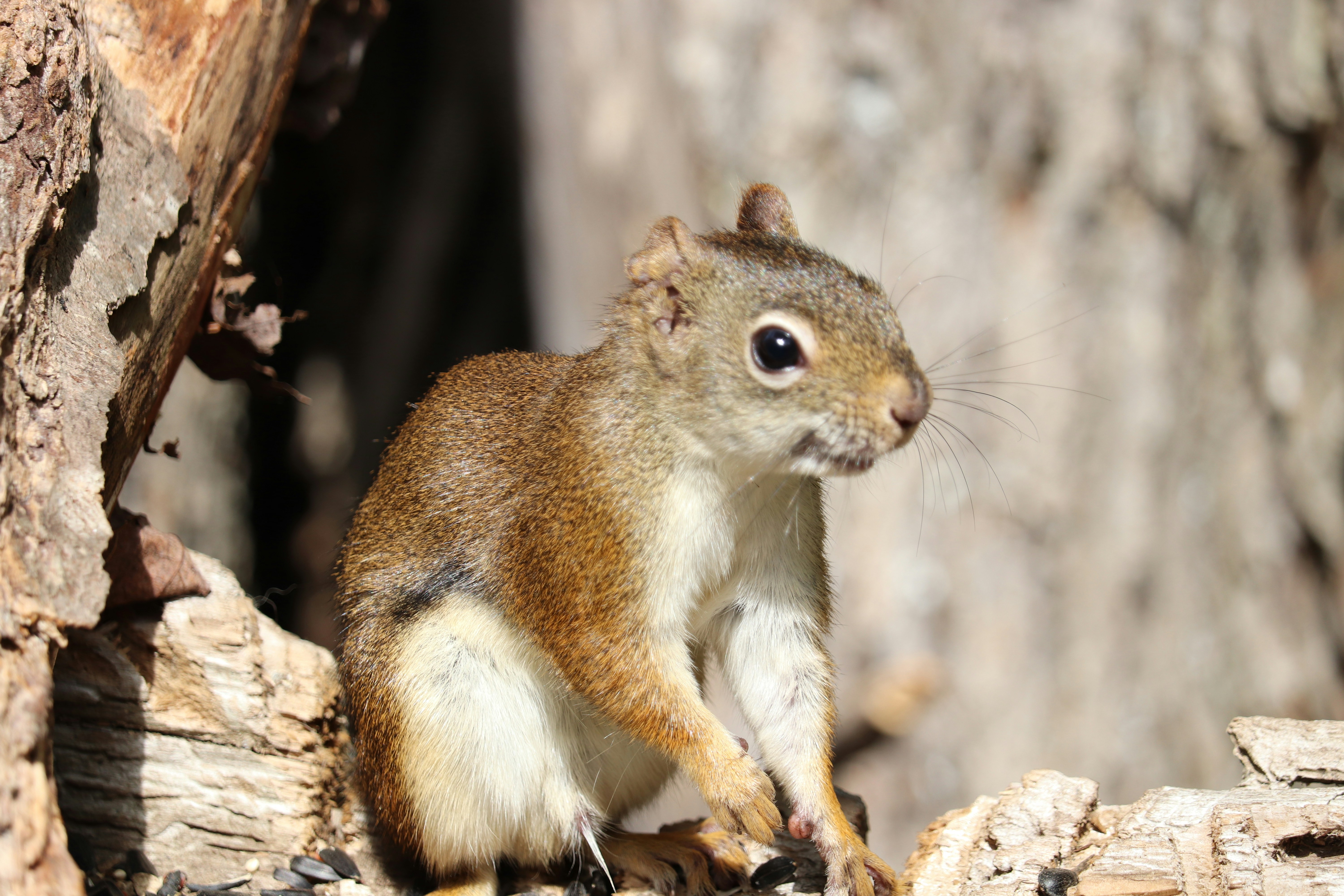 Curious Rodent at the Tree-Line
