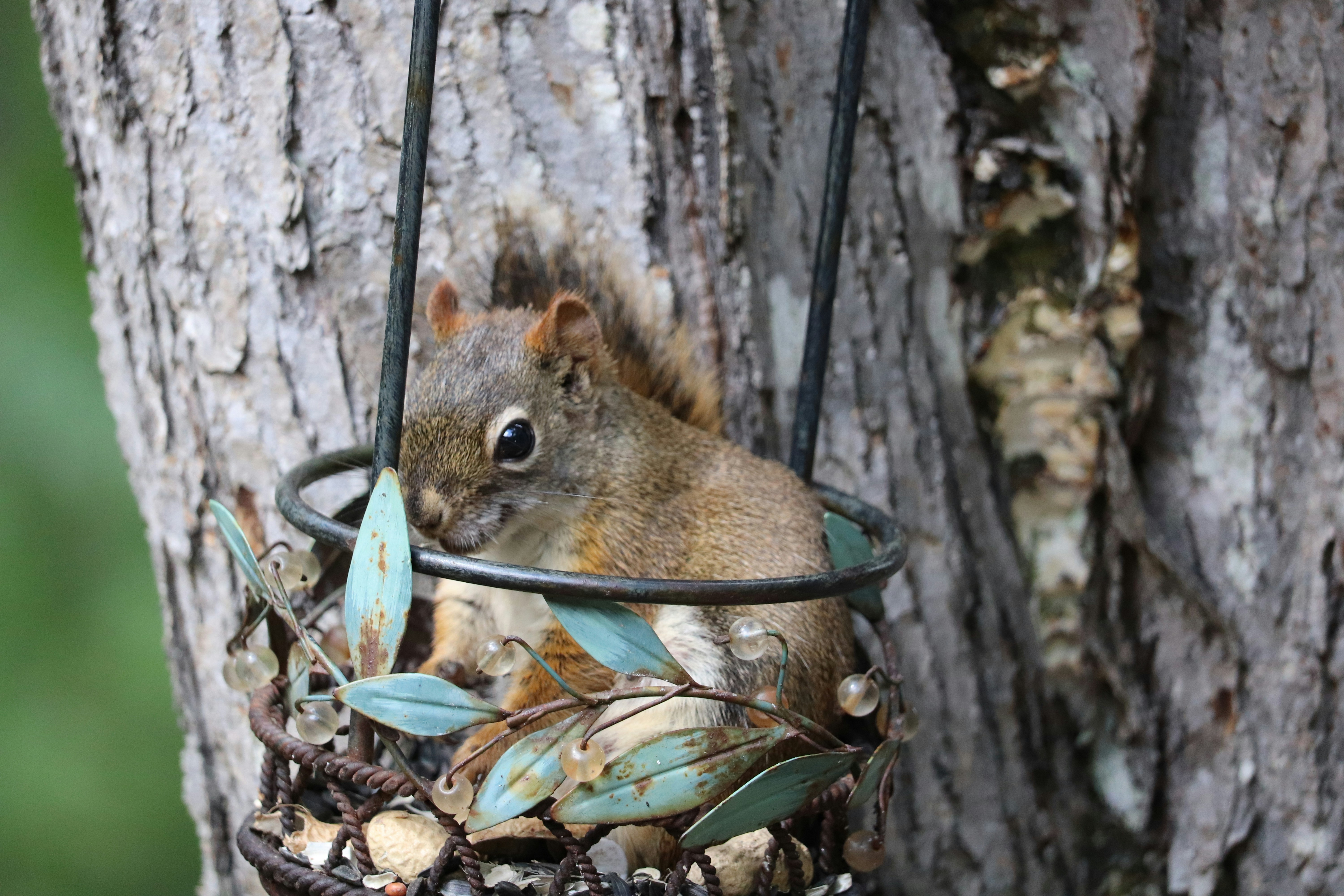 Squirrel Pauses at a Food-Decorated Tree Trunk