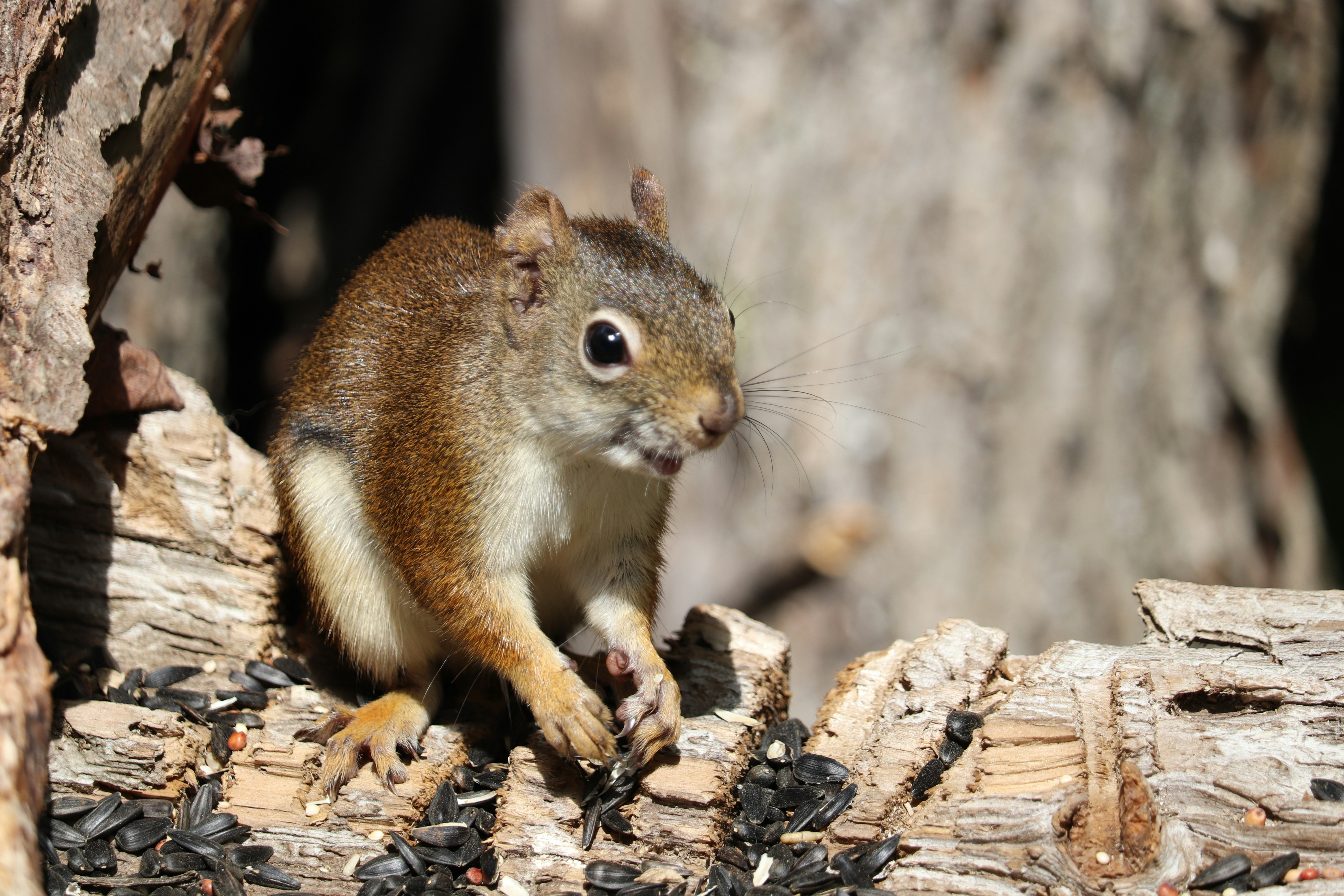 Squirrel on a Log: Alert Pause Among Pine Bark