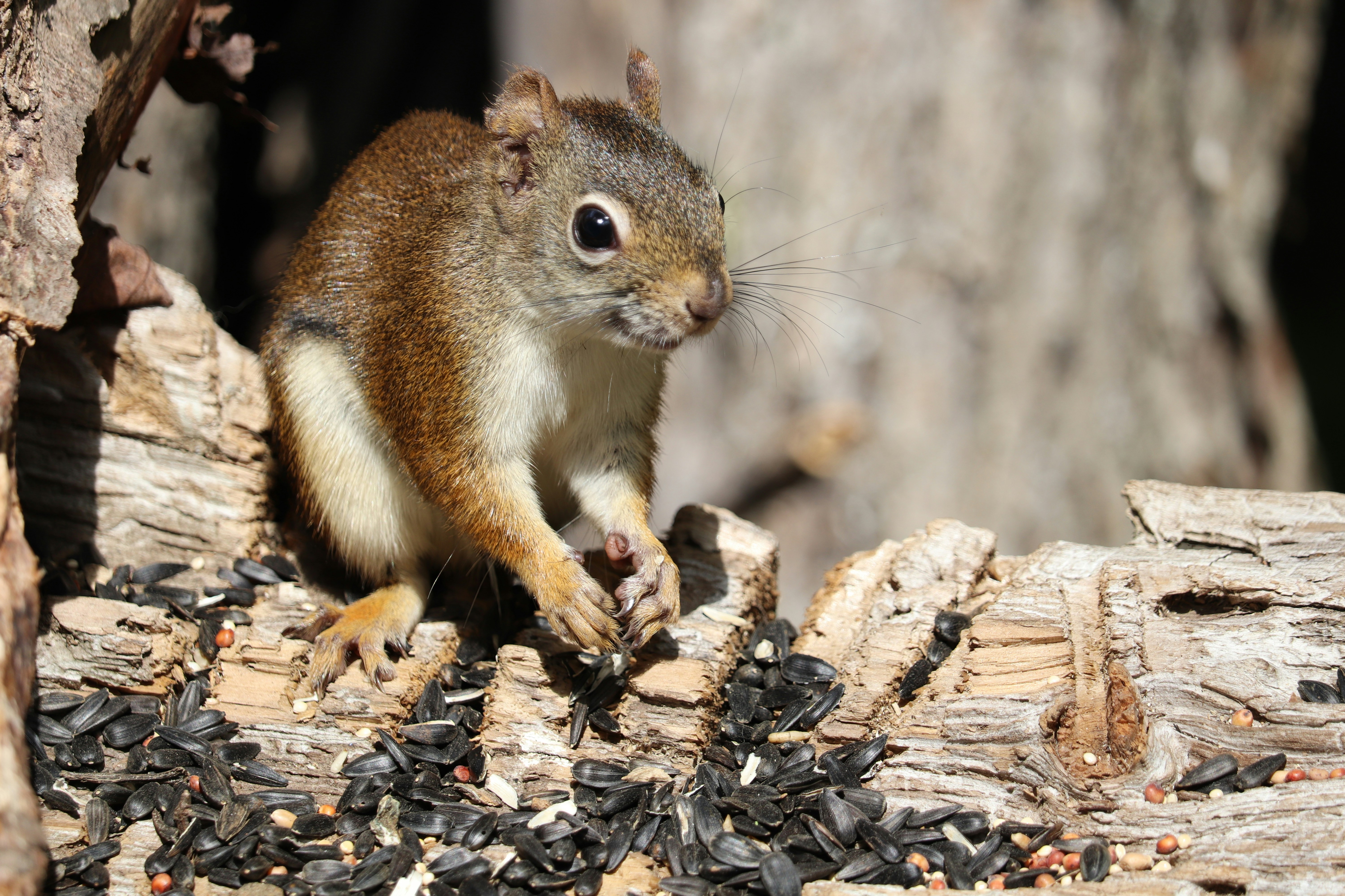 Squirrel on Bark: A Sunlit Forage Among Cedar Chips