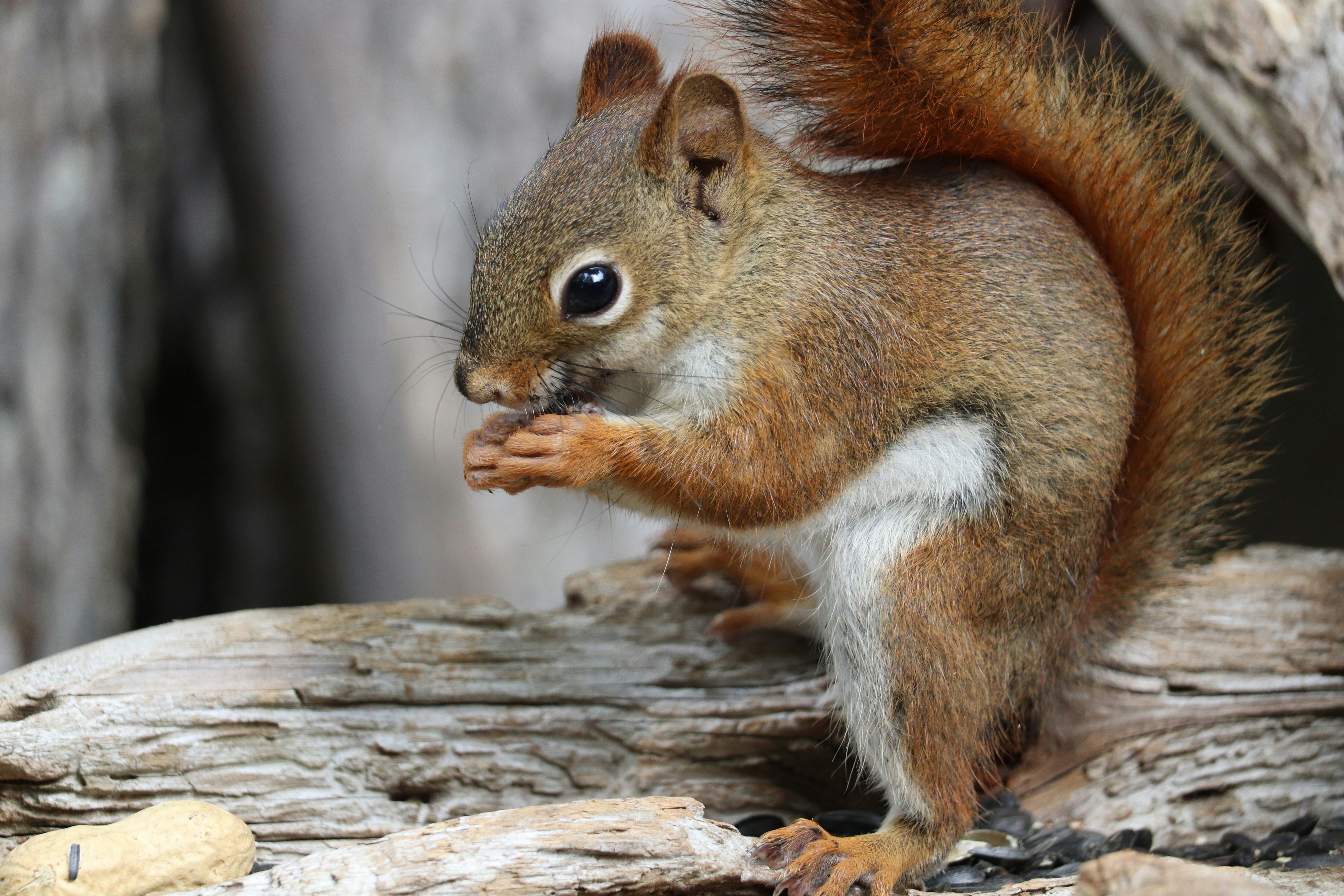 Nut-craving Squirrel on Weathered Logs