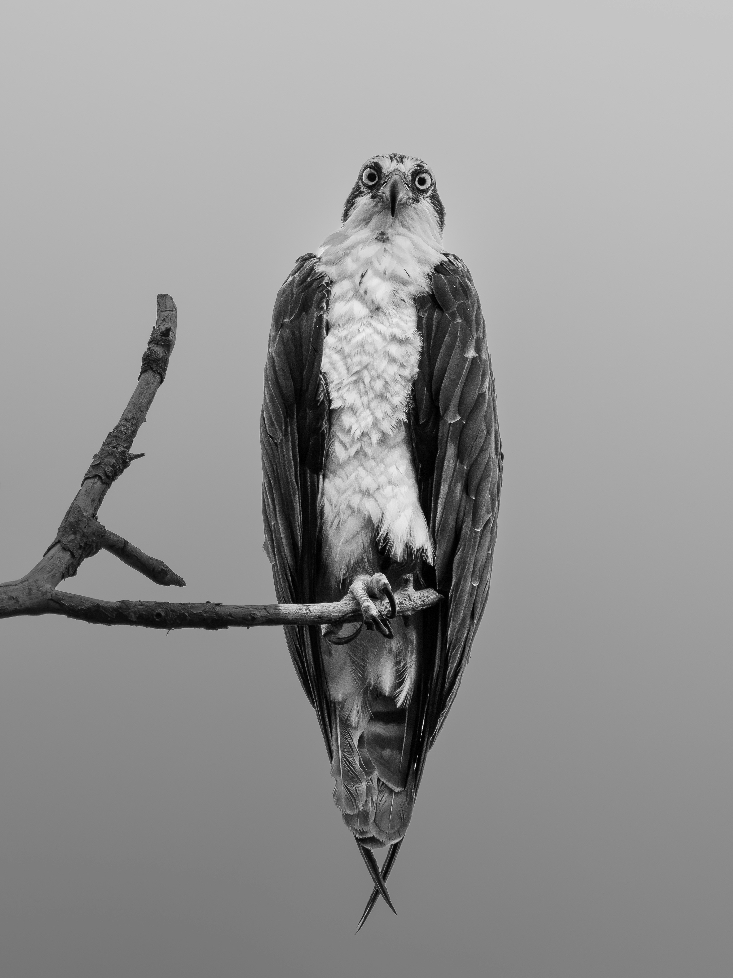 Centered Raptor: A Solitary Perch Against a Gradient Sky