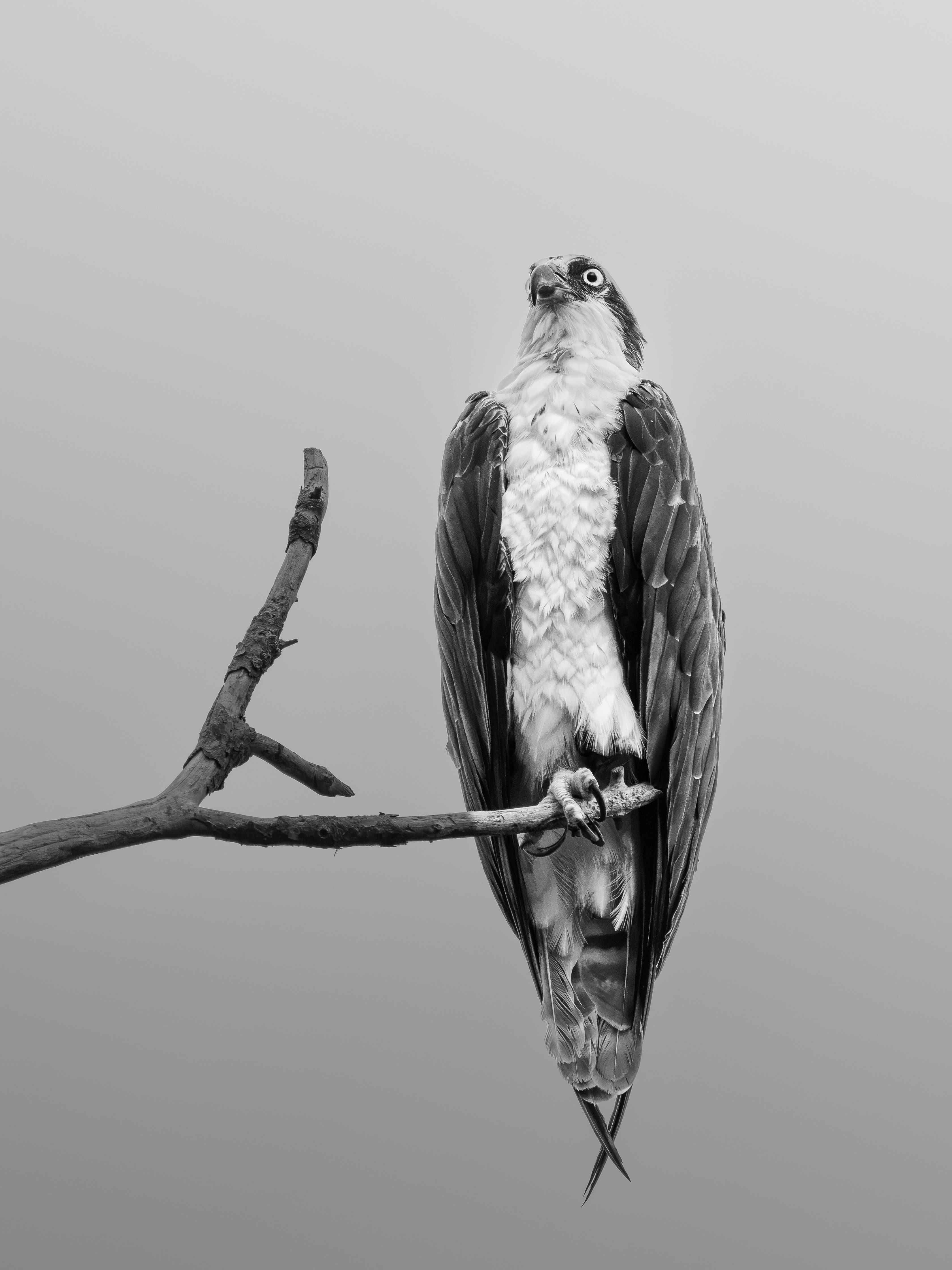Perched in Portrait: A Harrier’s vigilant stance against an empty sky