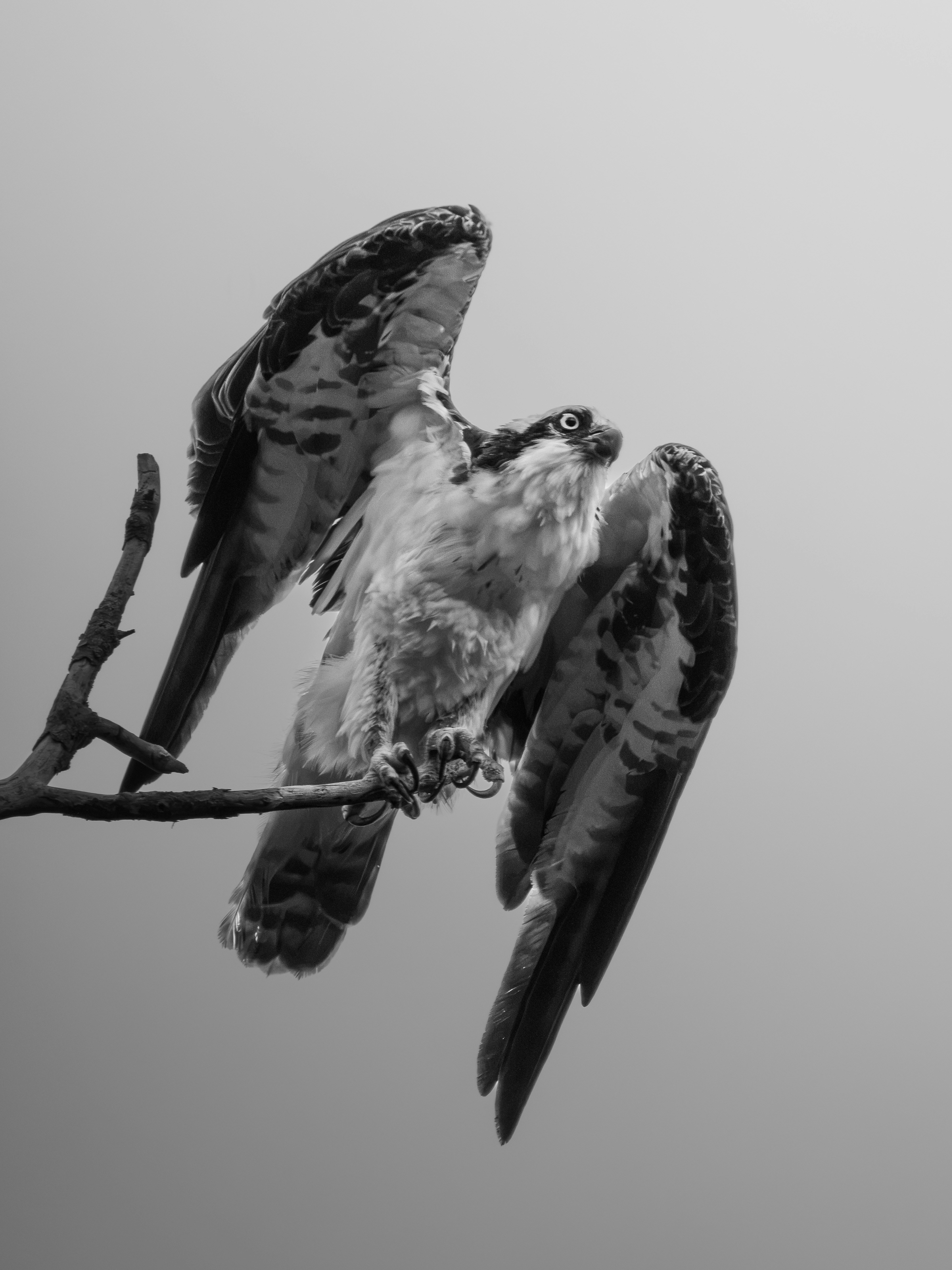 Winged Tension: Hawk Ready to Launch from a Bare Branch