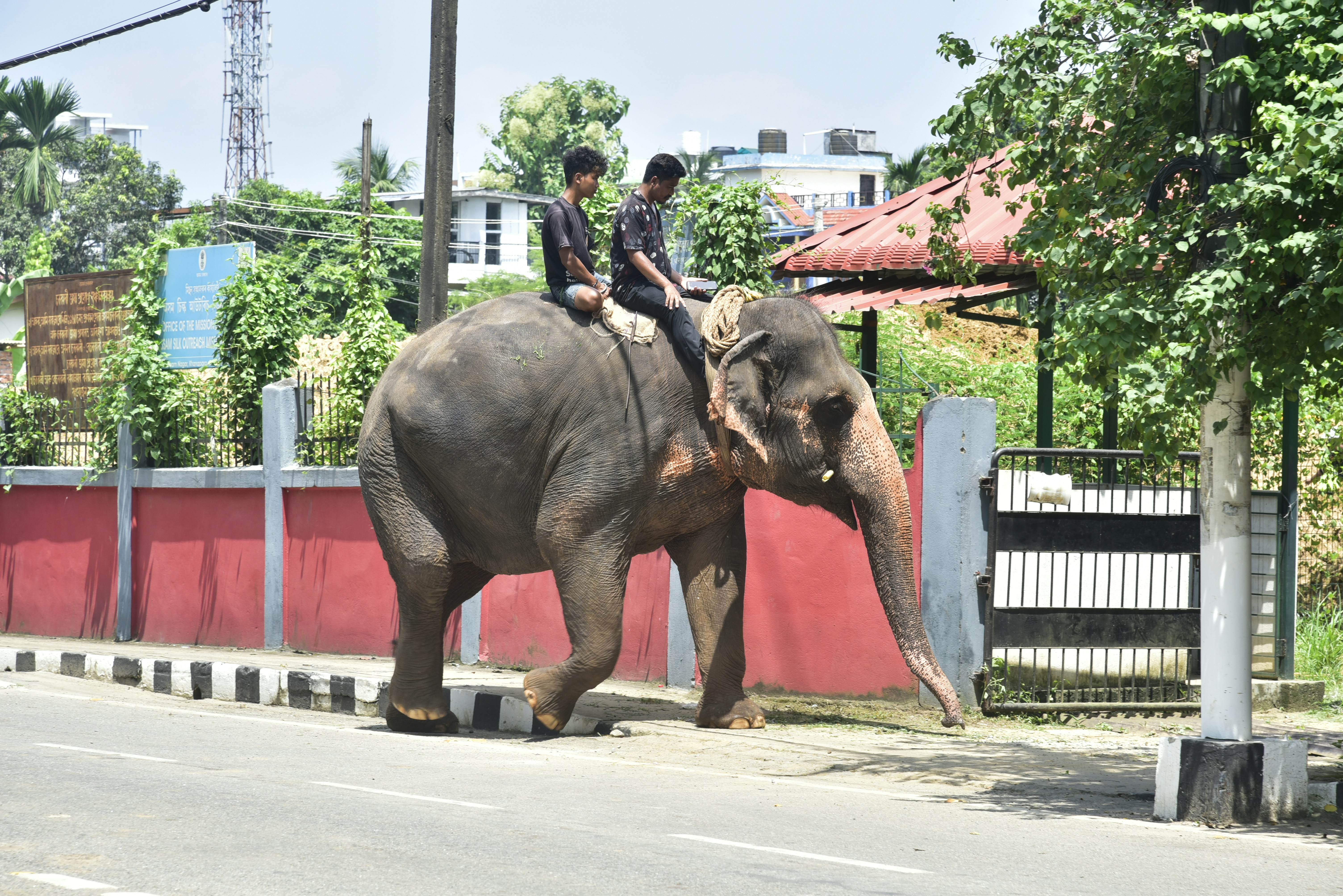 Two people riding an elephant along a paved road beside a red wall