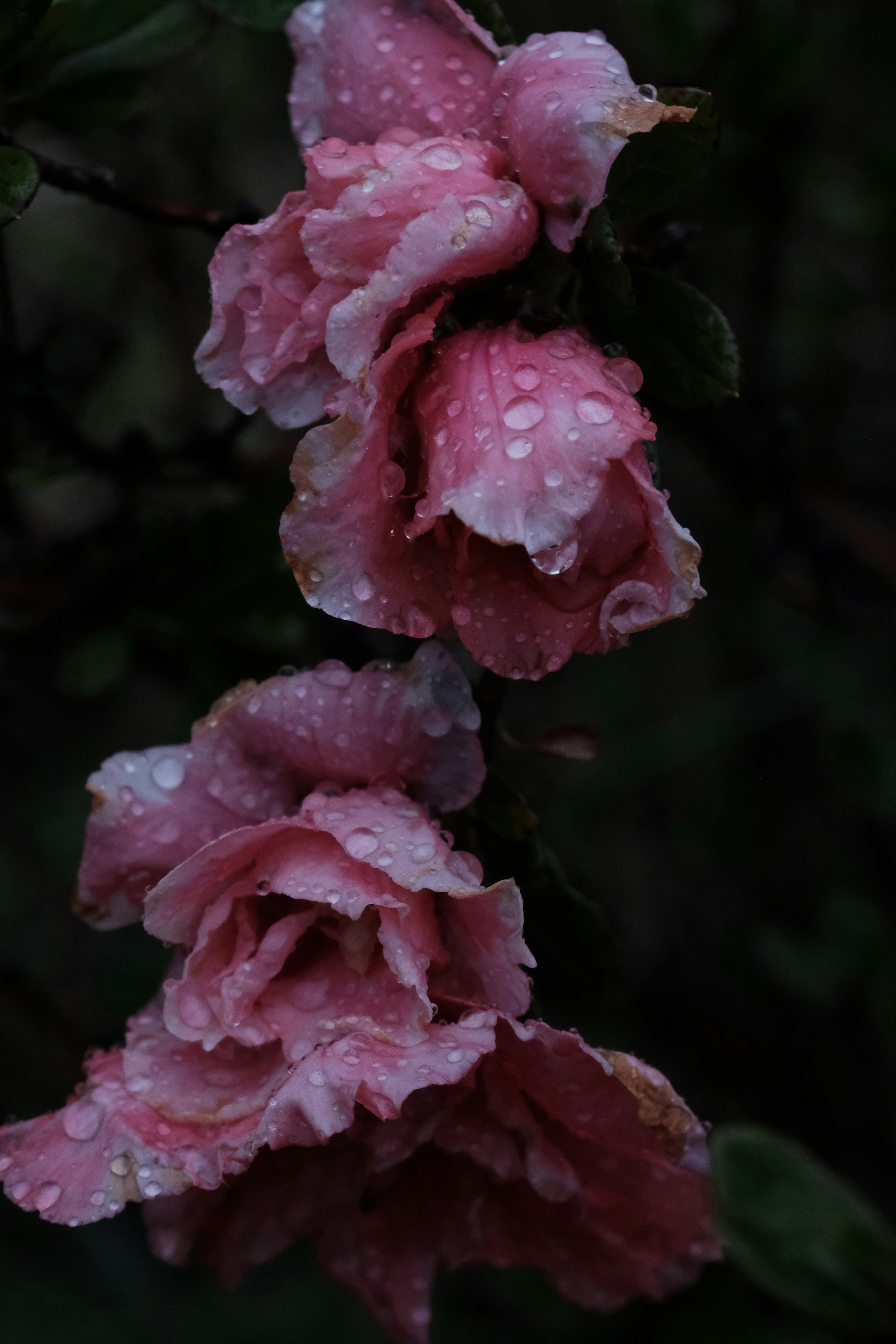 Petals in the Rain: A Close-Up of Pink Roses Embraced by Droplets