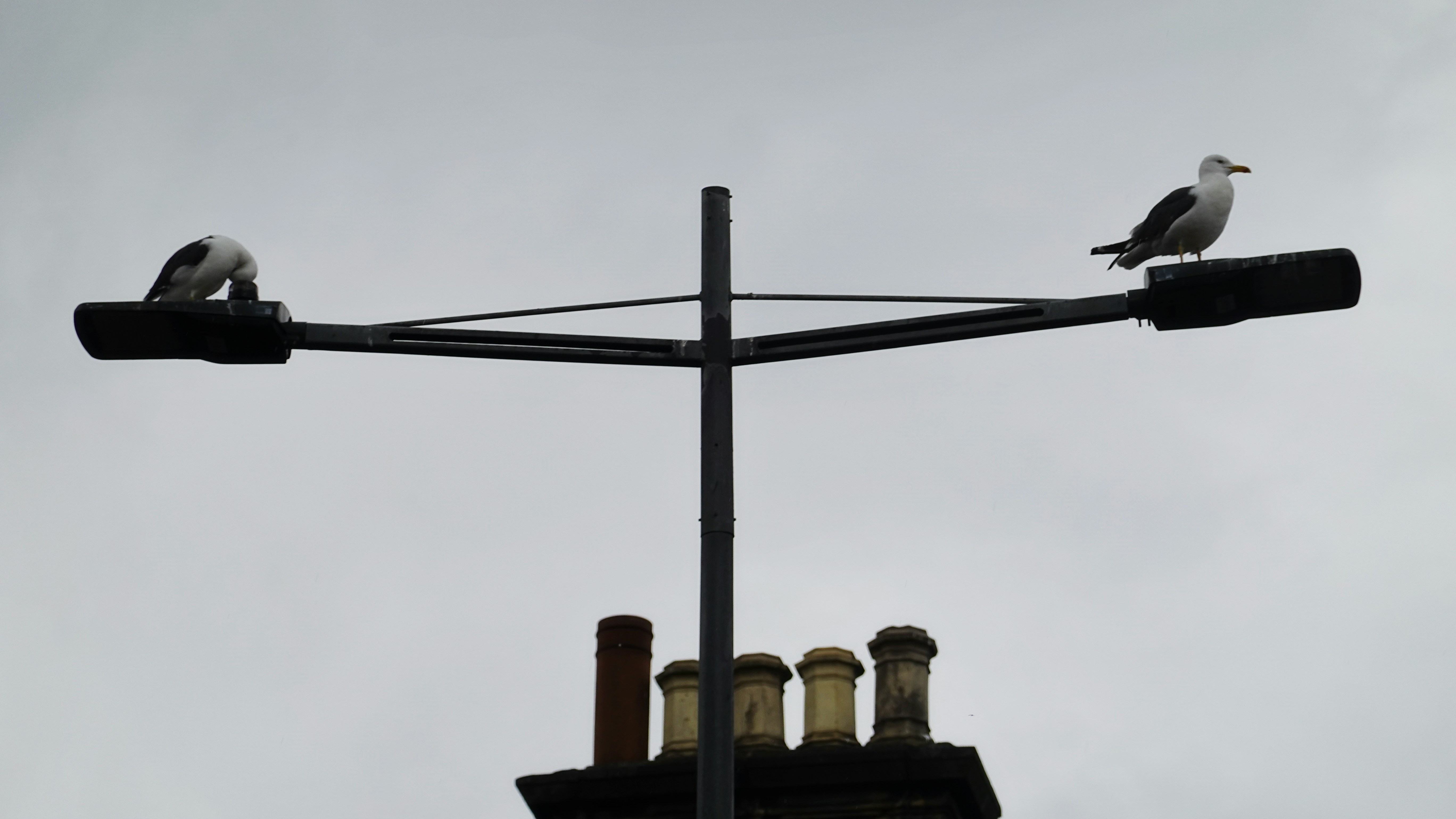 Two seagulls perched on opposite ends of a street lamp against a pale sky; chimney tops rise beneath, creating a minimal urban vignette.