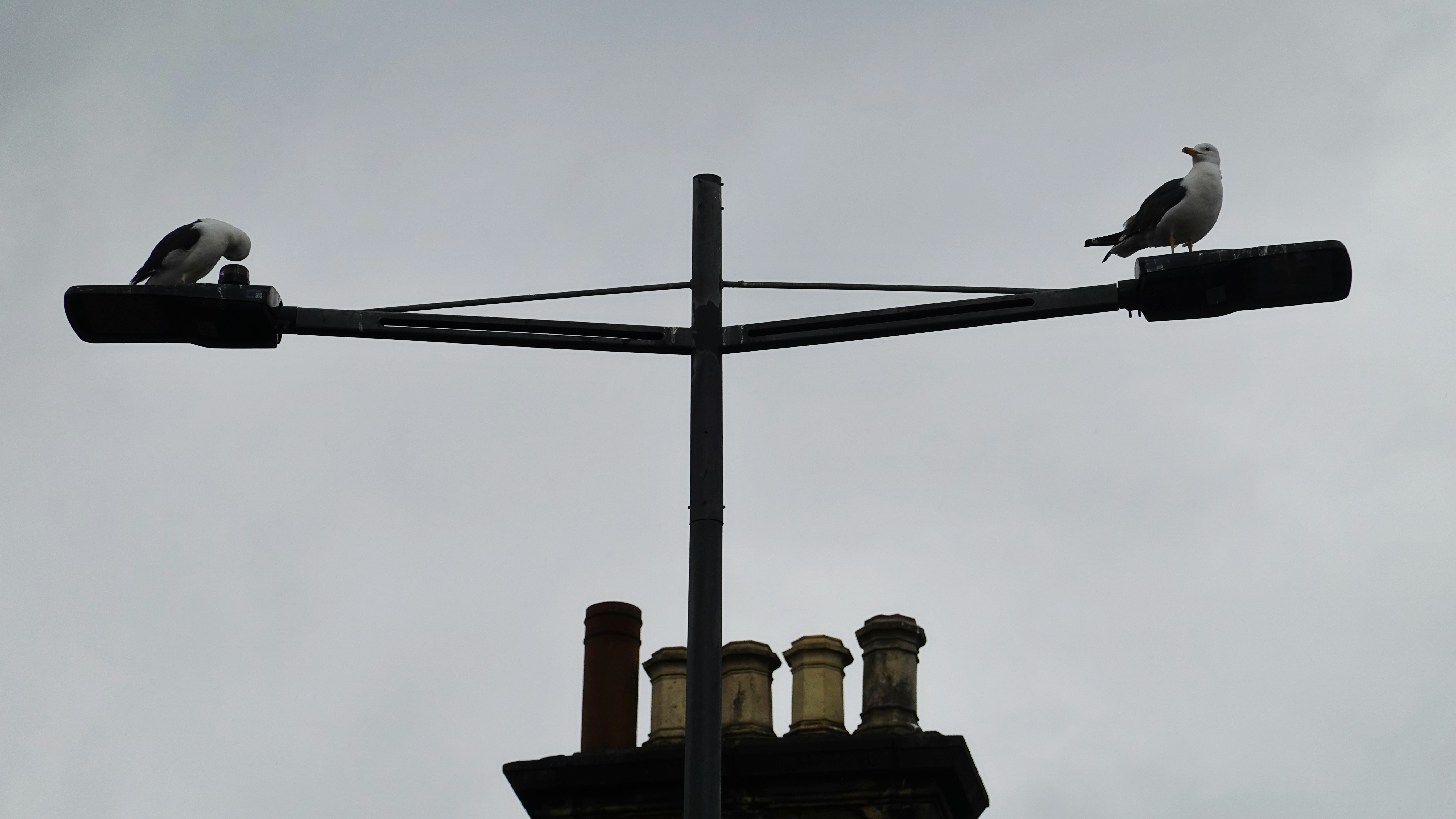 Two seagulls perched along a weathered streetlamp against a pale sky, with chimney stacks below. A minimal urban wildlife moment.