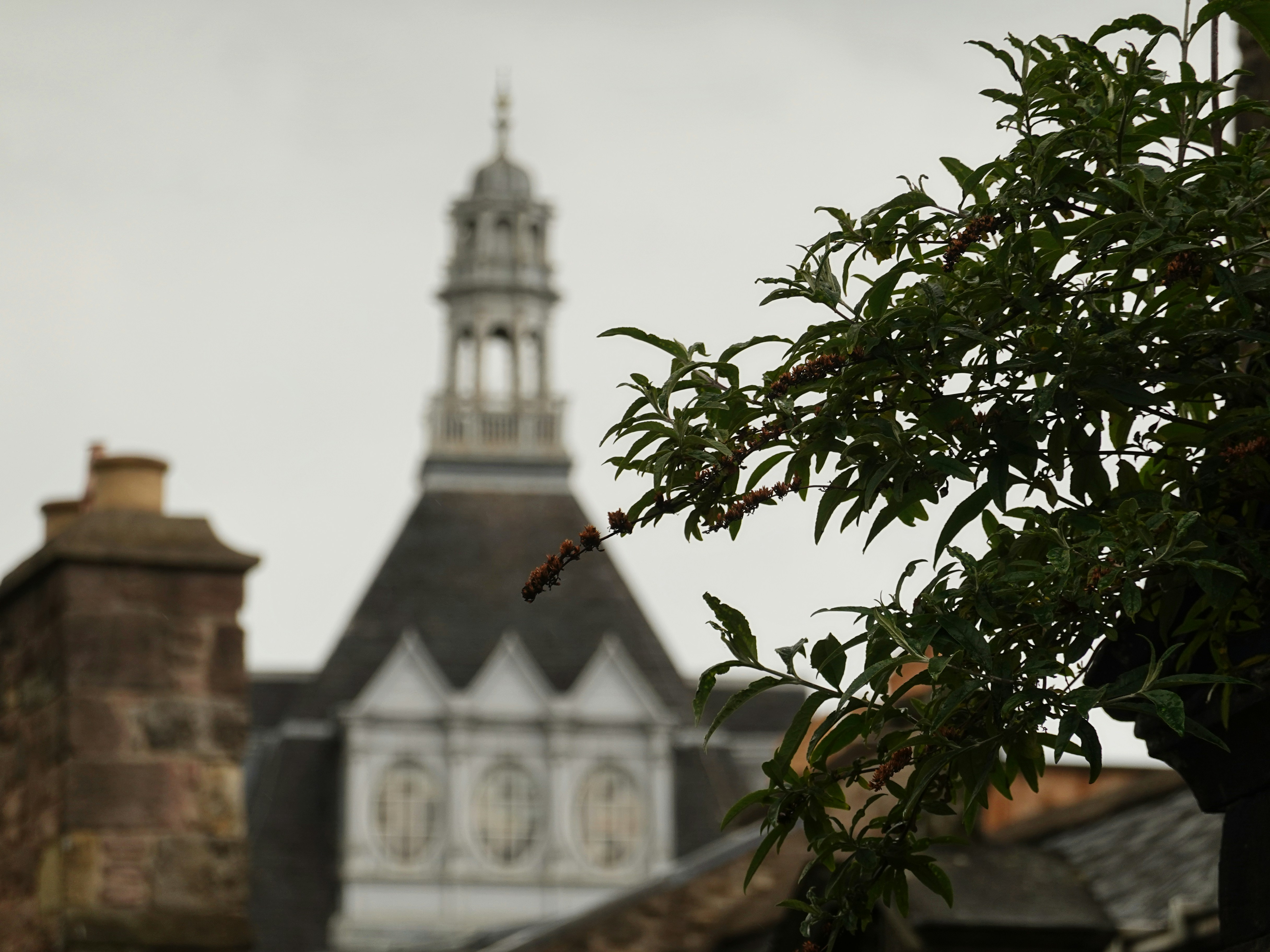 Architectural rooftop scene with a stately clock tower framed by foliage in the foreground.