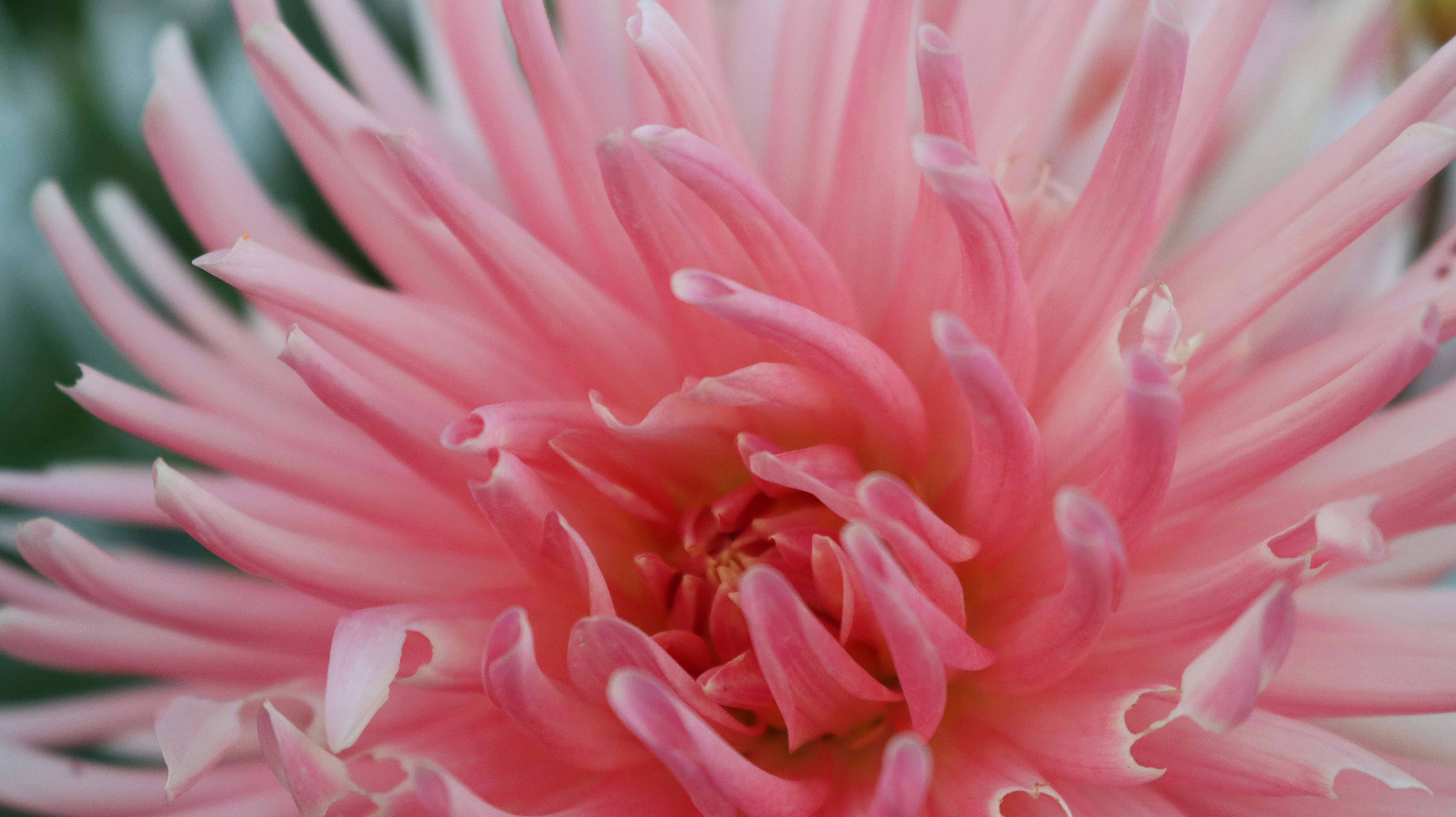 Blossom Abyss: Close-Up of Pink Petal Spirals