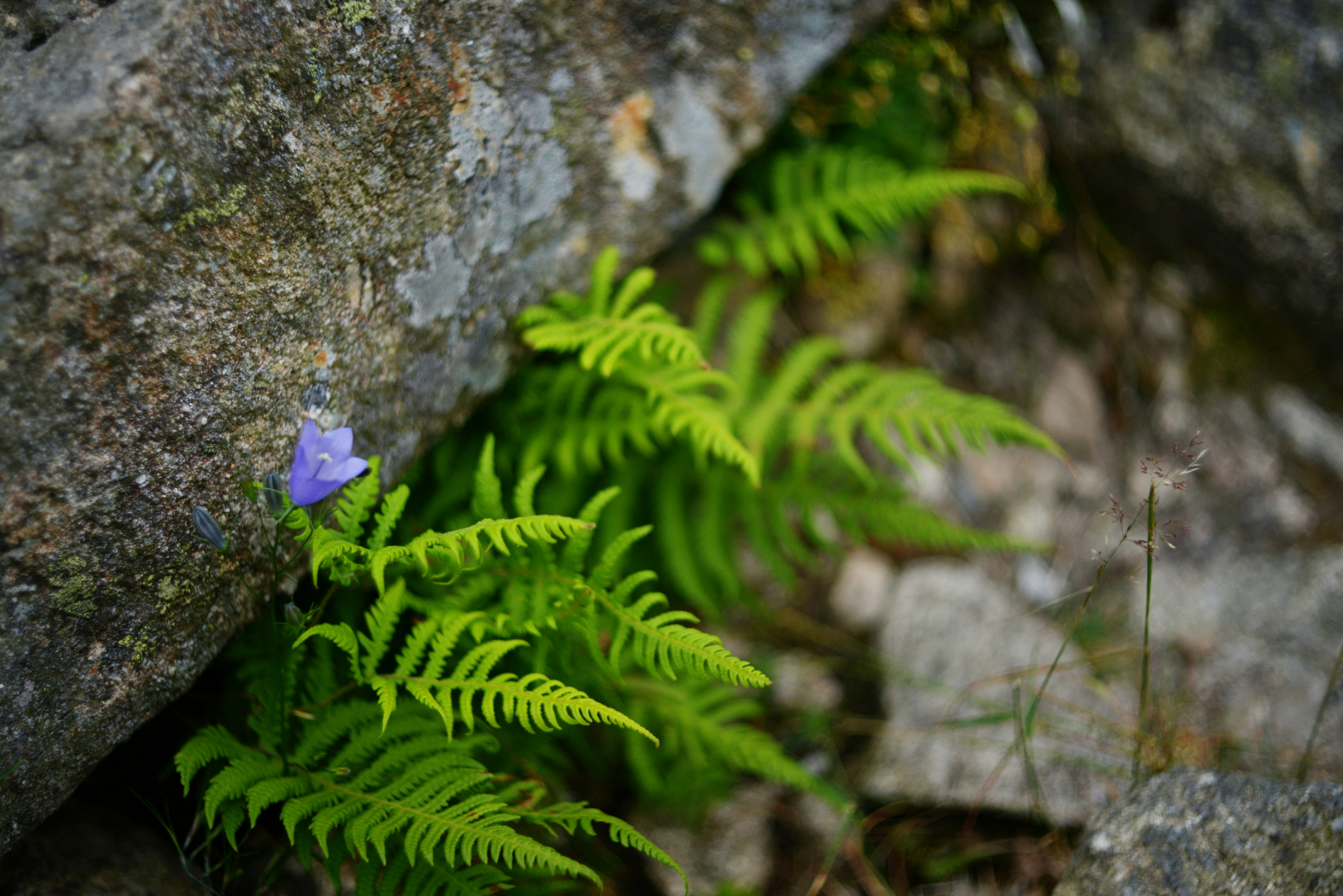 Hidden Violet Amid Ferns by Rough Stone