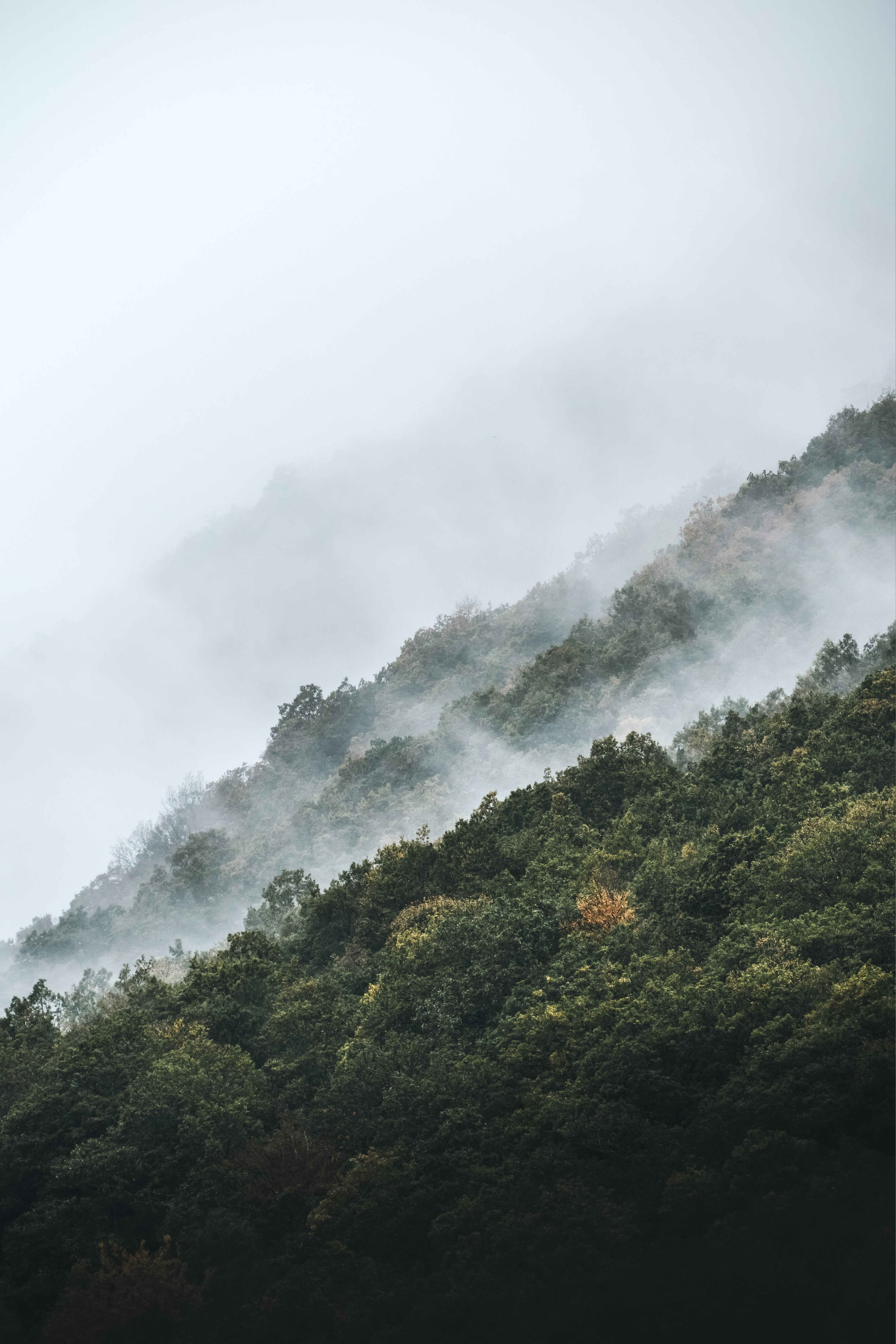 Mist-clad Ridge: Layers of Color in Quiet Elevation