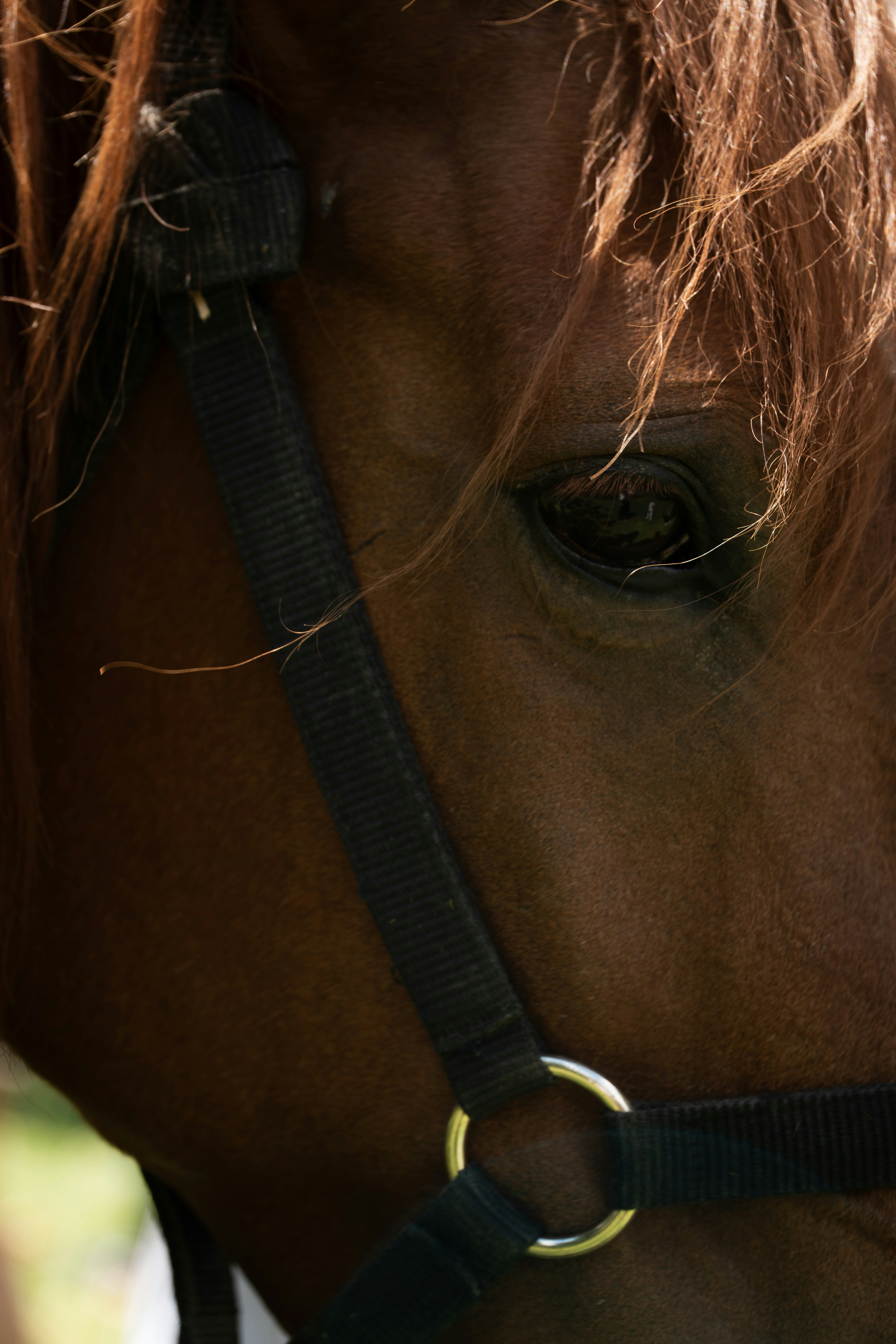Close-up of a Horse's Eye with Halter in Soft Light