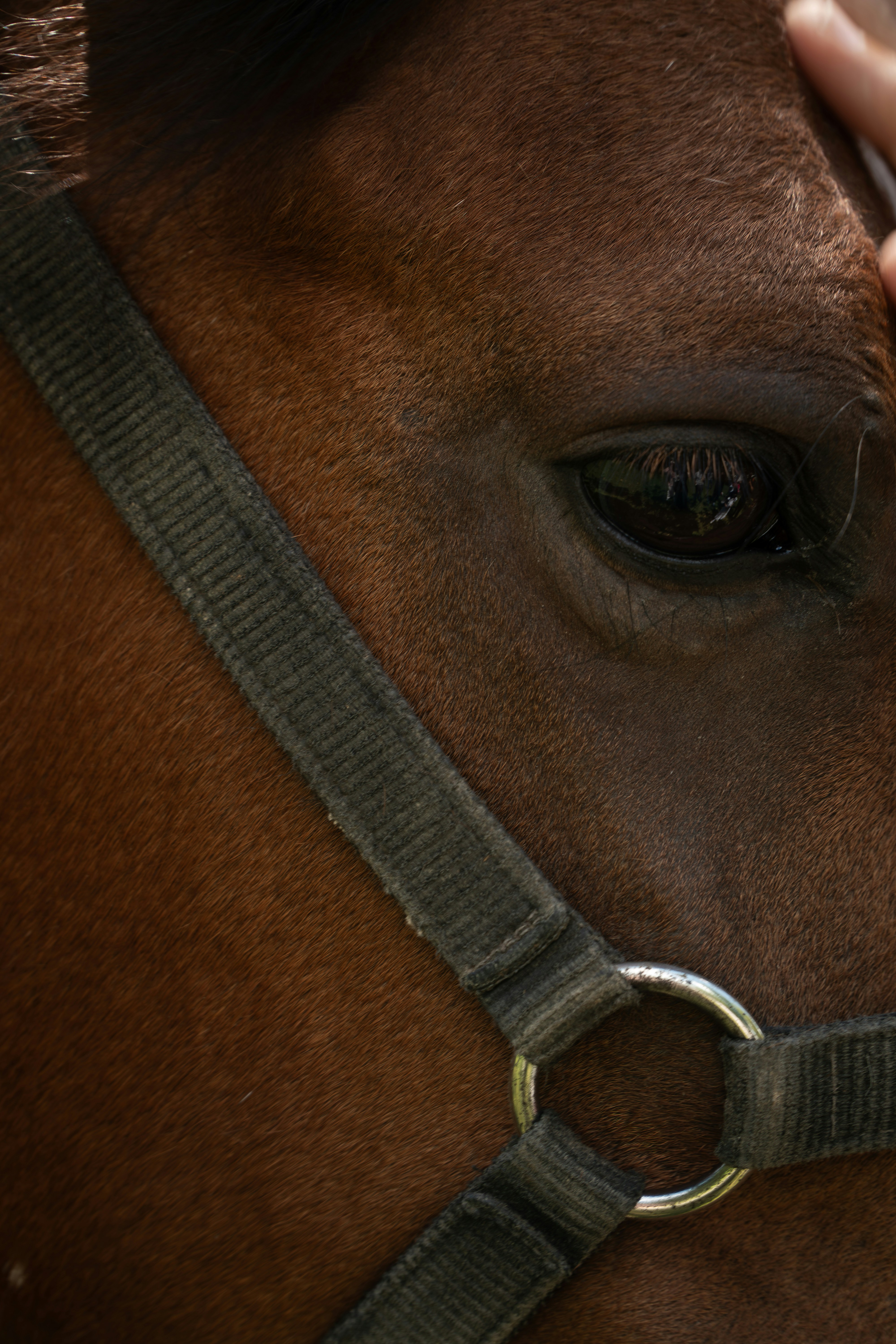 Close-Up of an Angled Horse's Eye Under Halter