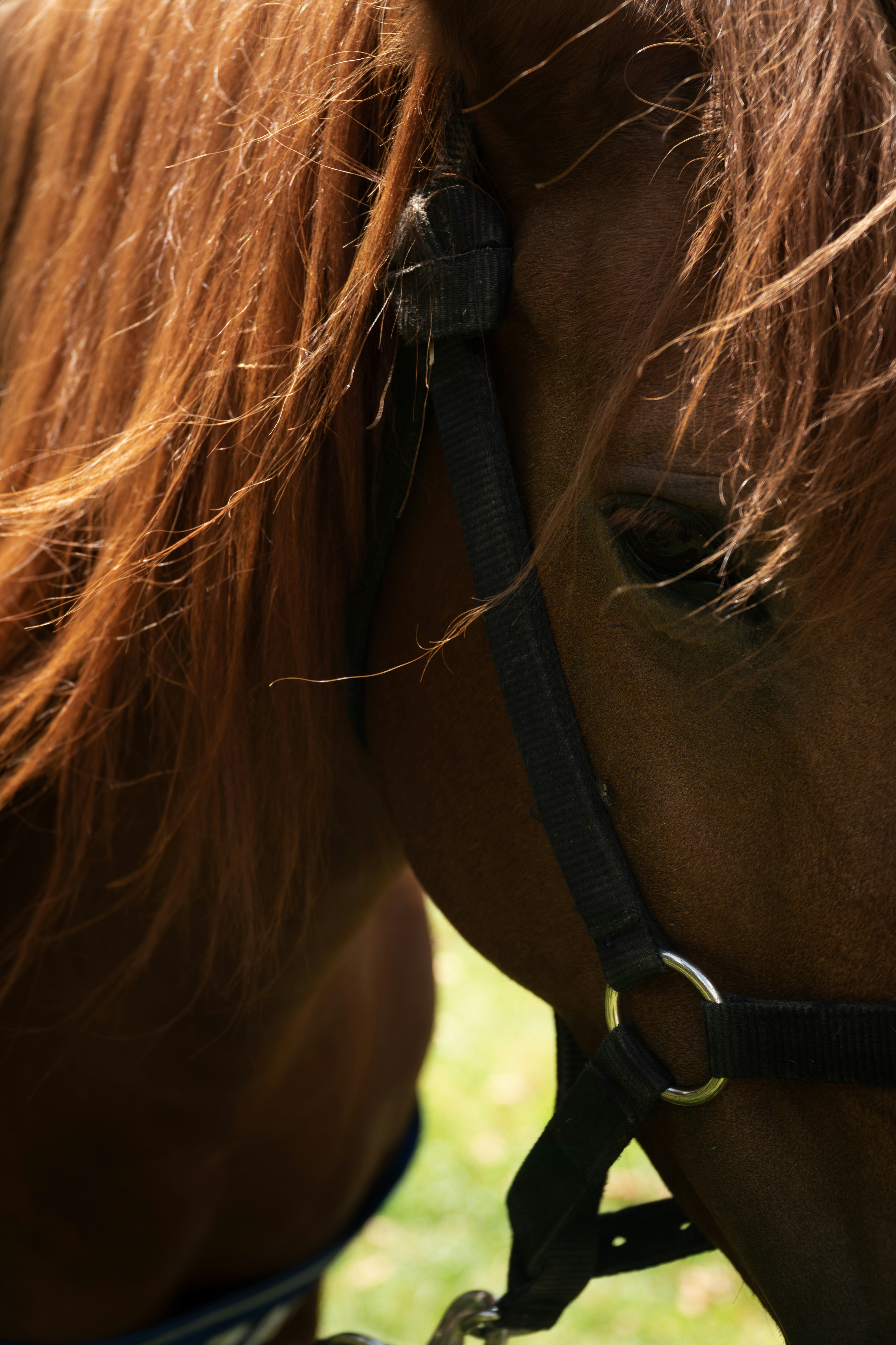 Close-Up of a Horse’s Straps and Eye Under a Sunlit Mane