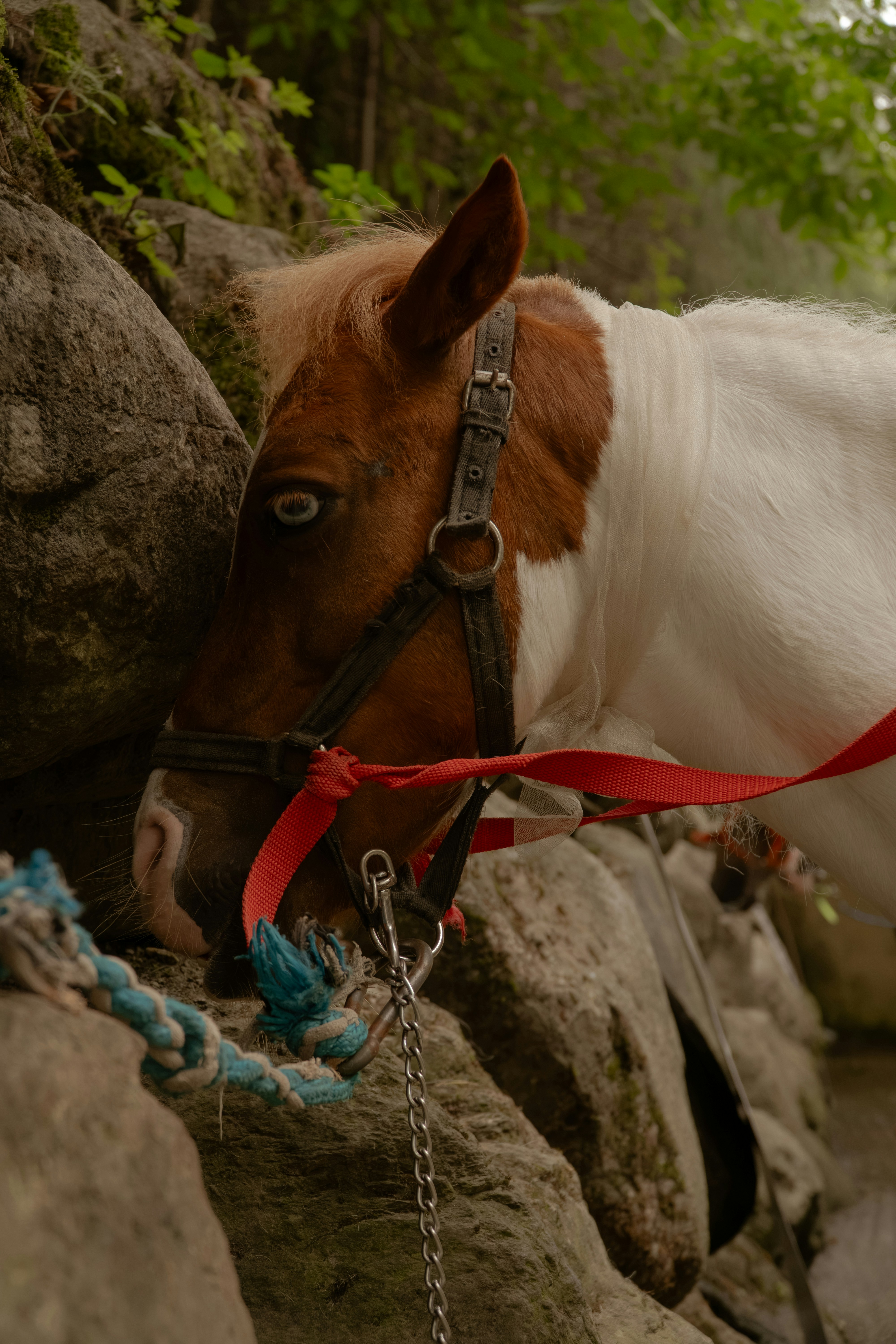 Horses in Quiet Cliffside Light