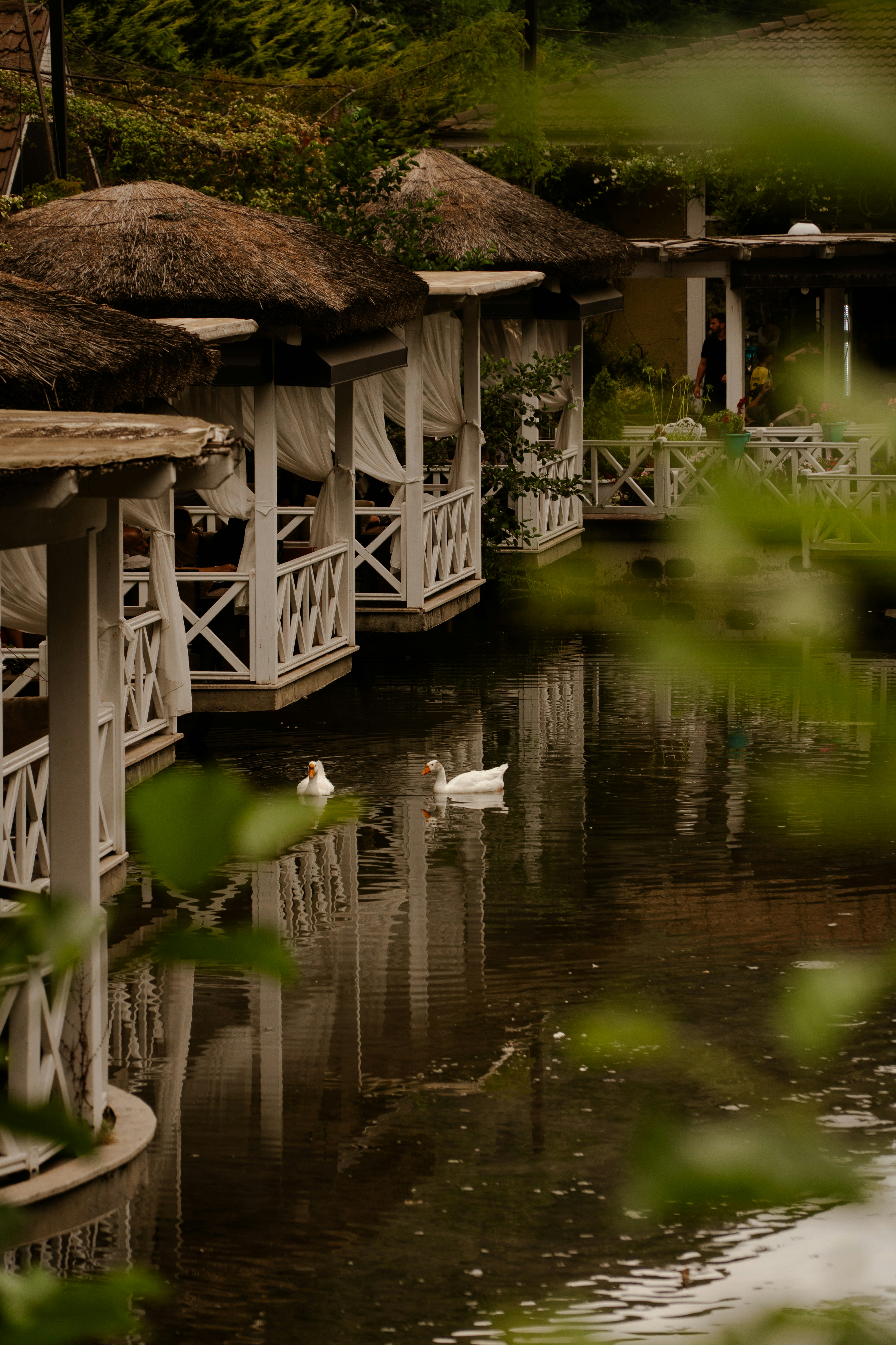Feathered Guests at the Gilded Canopy Village