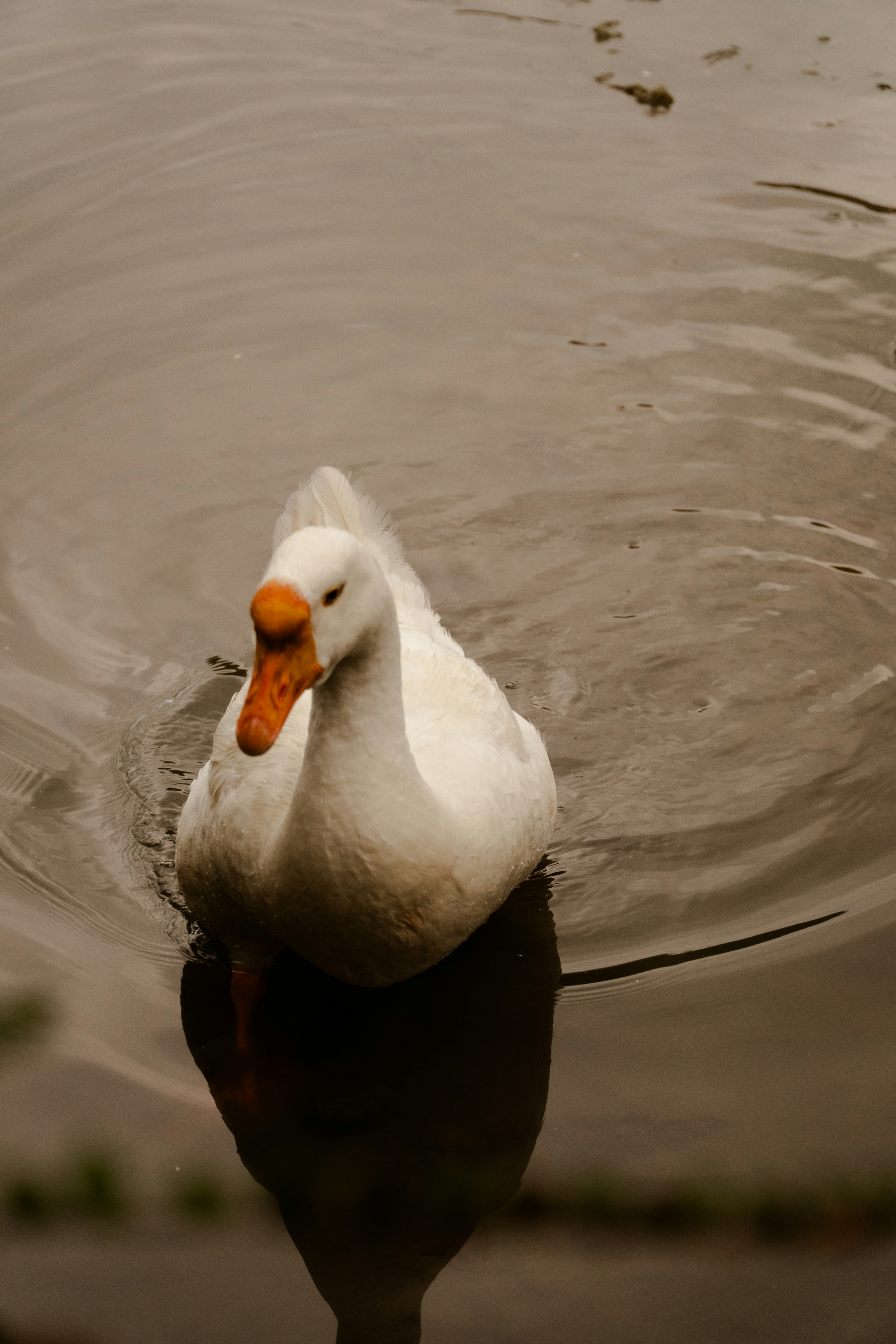 Centered White Duck in Quiet Water Portal