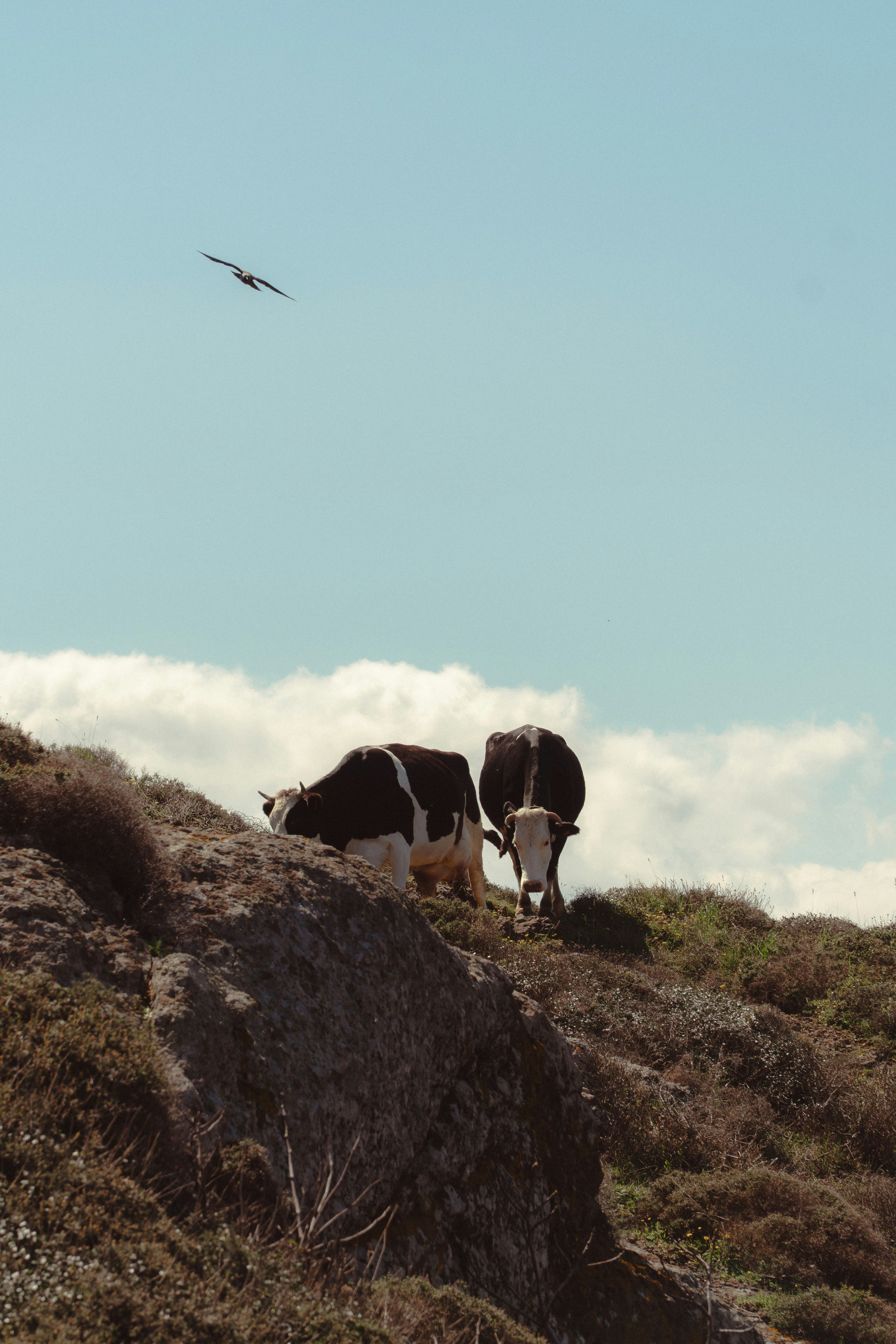 Herd on the Ridge: Cattle Beneath an Open Sky