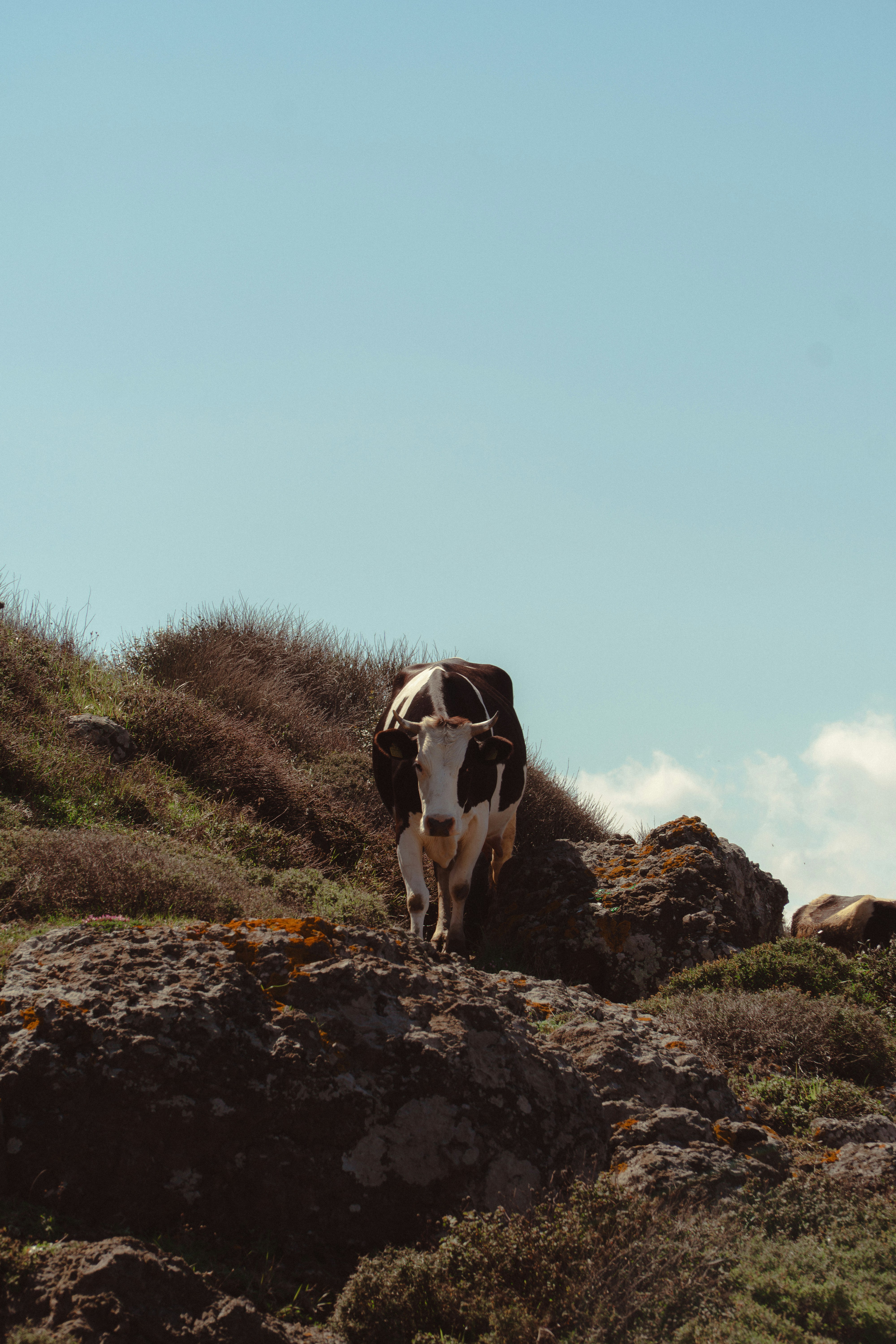 Goat Crowned on the Ridge: Stoic Watcher of the Cliff