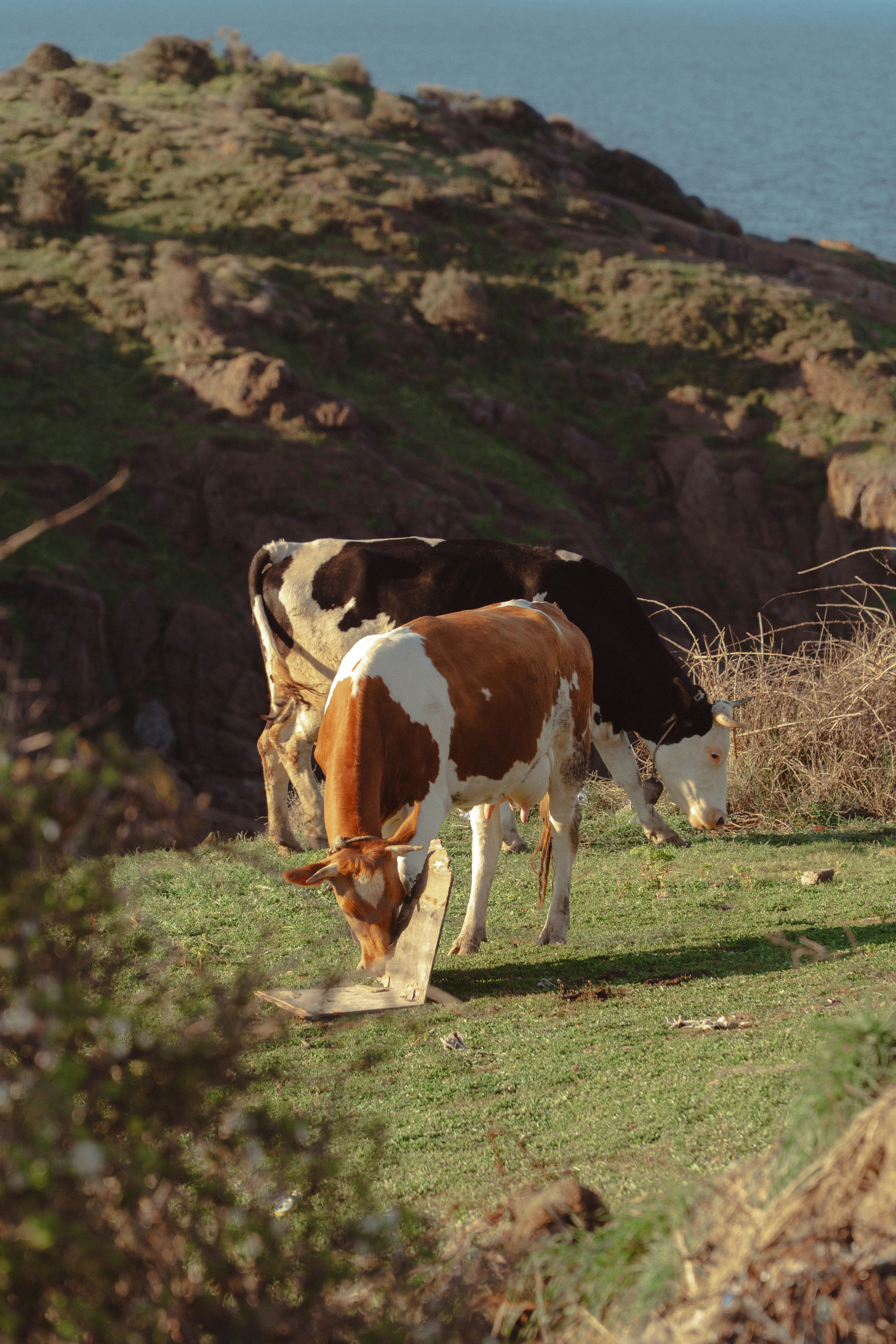 Grazing on a Coastal Ascent