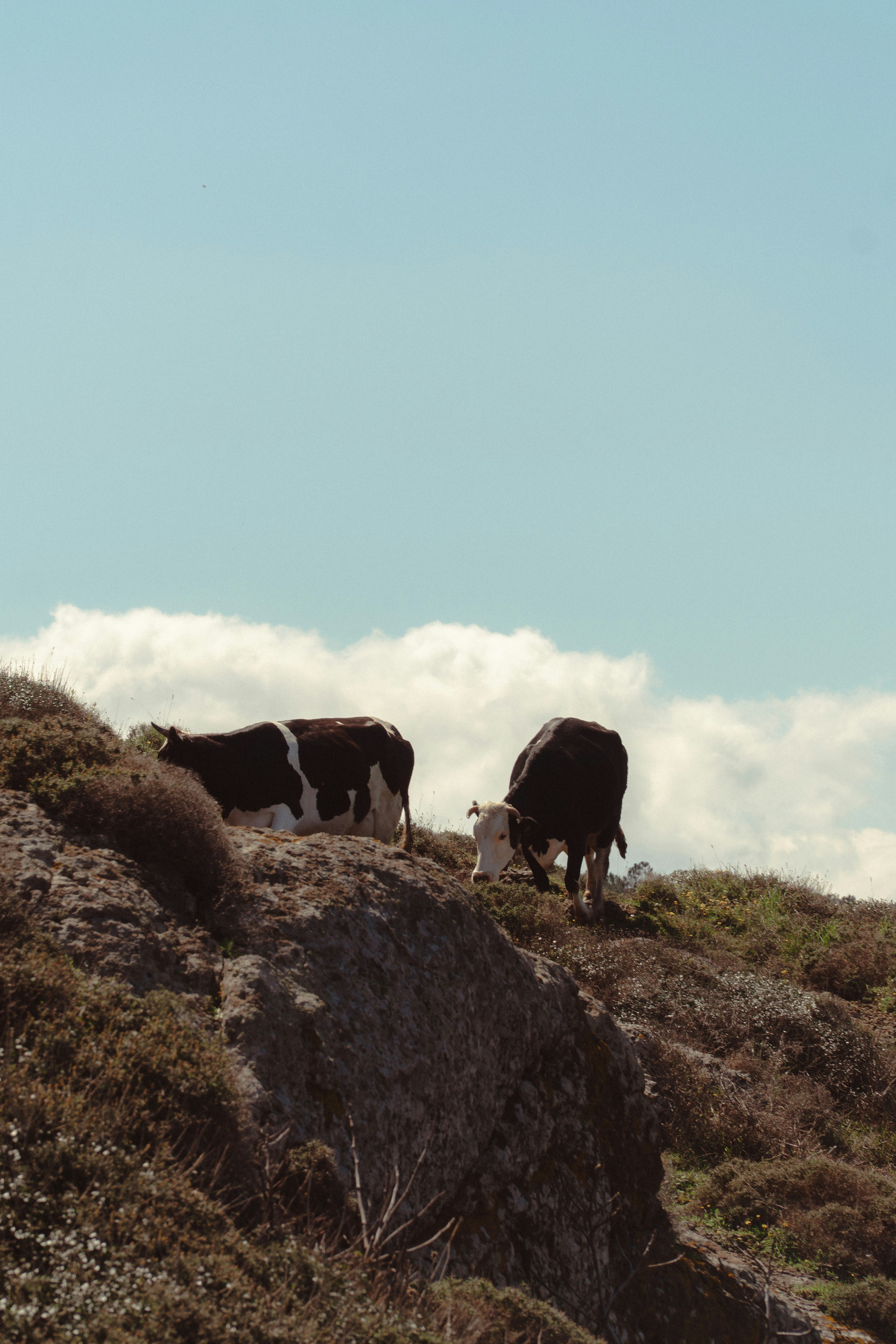 Cattle on the Cliff: Quiet Herd Above the Ridge