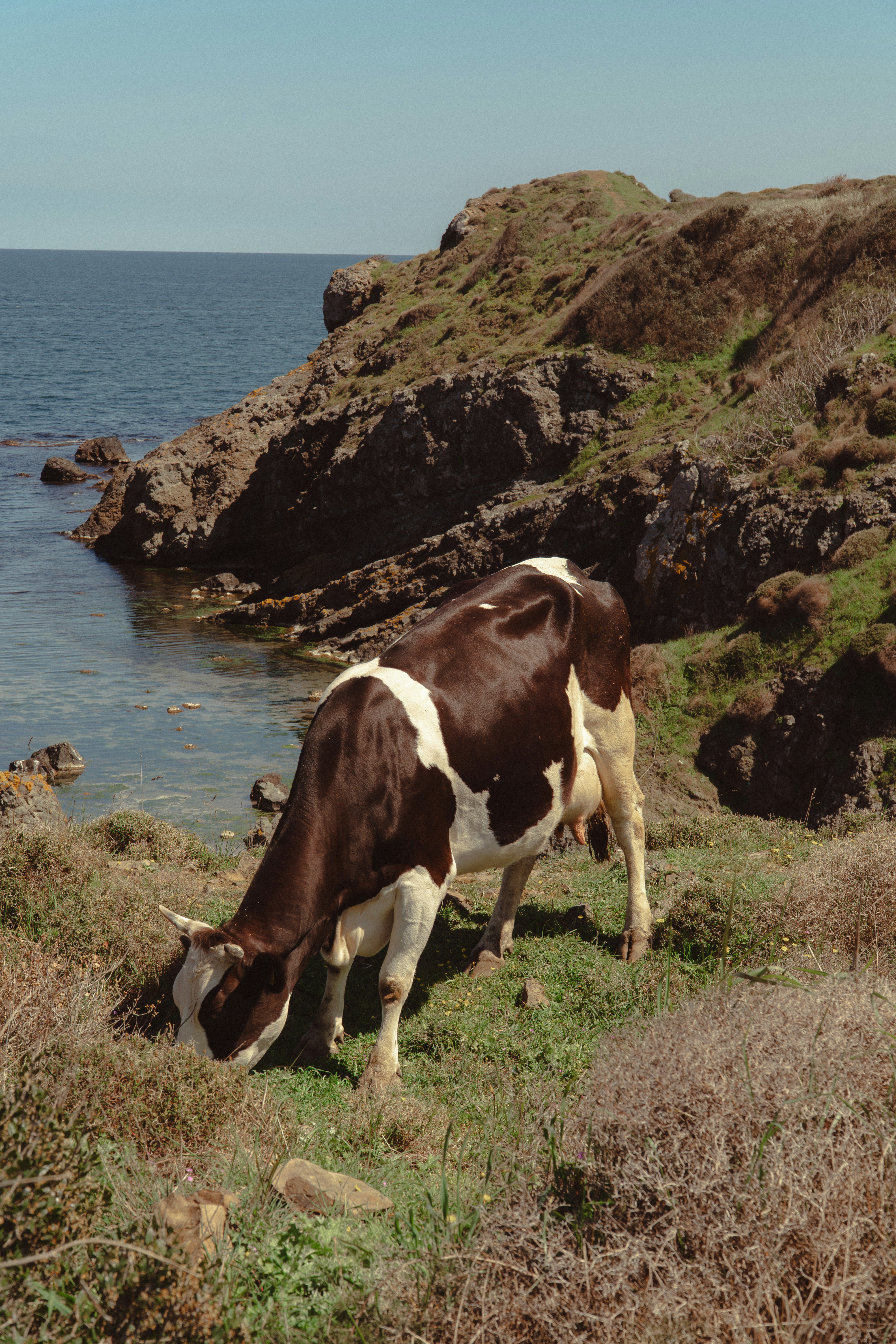 Grazing on the Coastal Verge: A Black-and-White Cow Against Rugged Cliffs