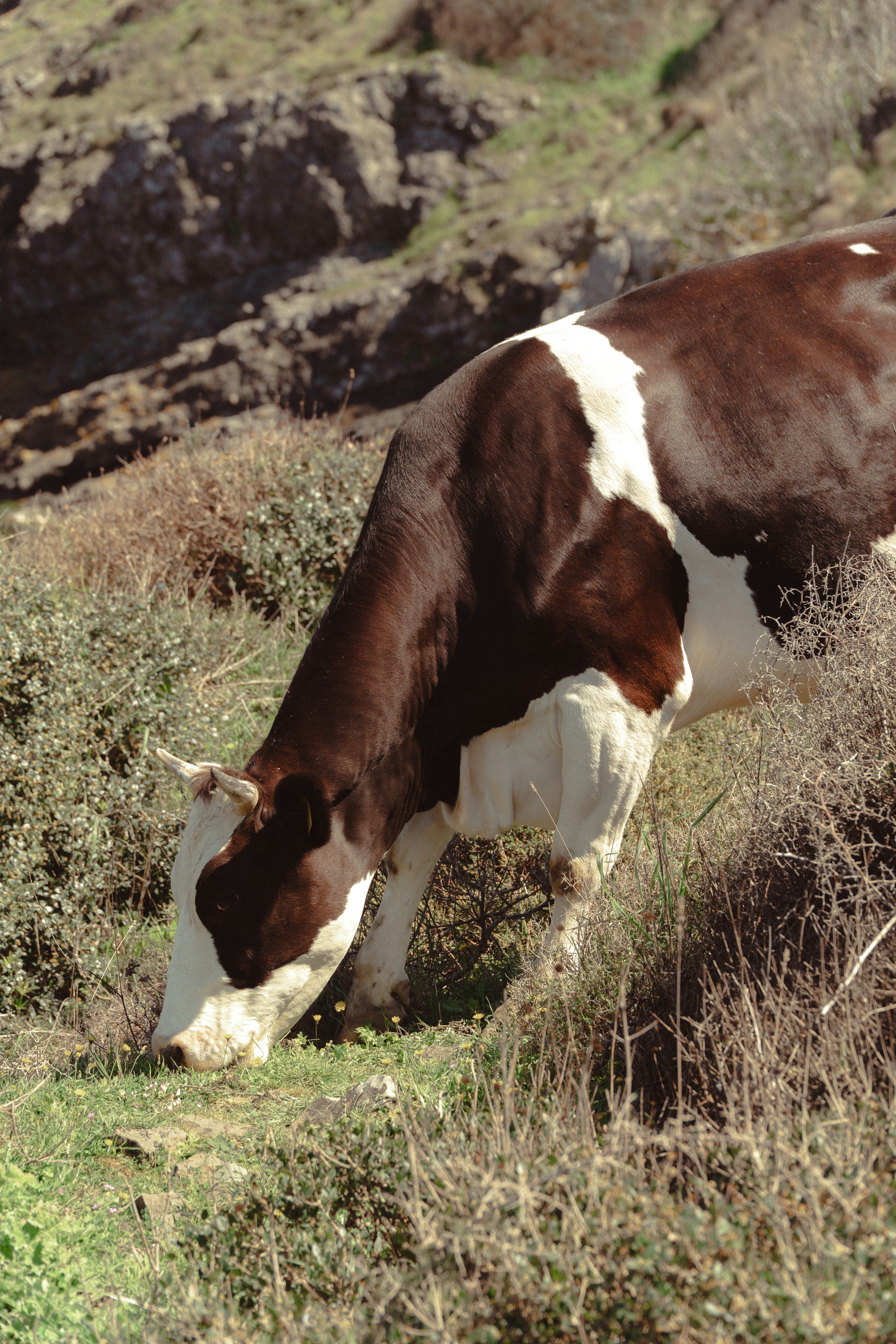 Grazing in the Ridge: A Brown-White Horse in Dappled Light
