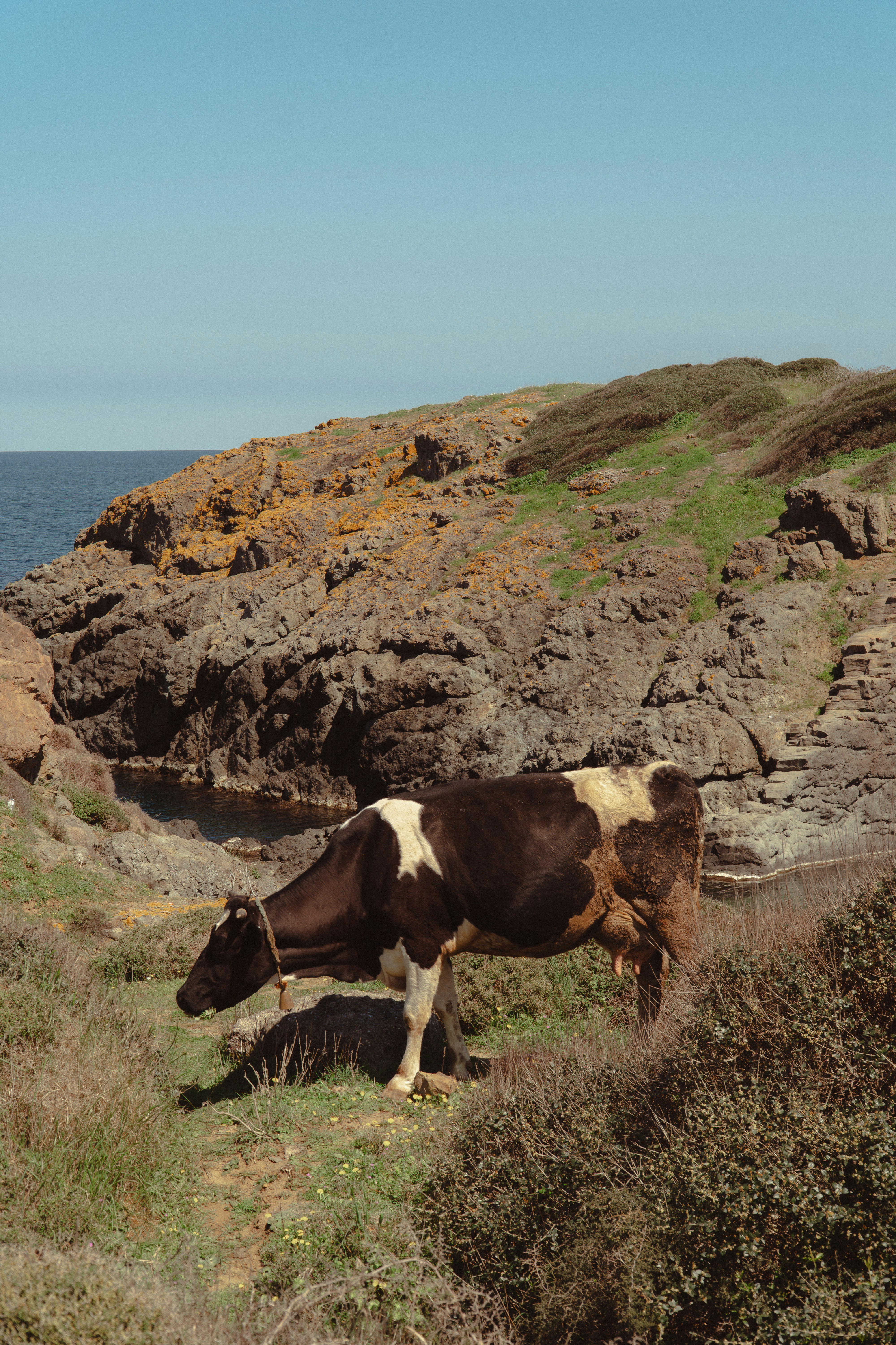 Grazing on the Coastal Cliff: Black-and-White Cow in Sunlit Heath