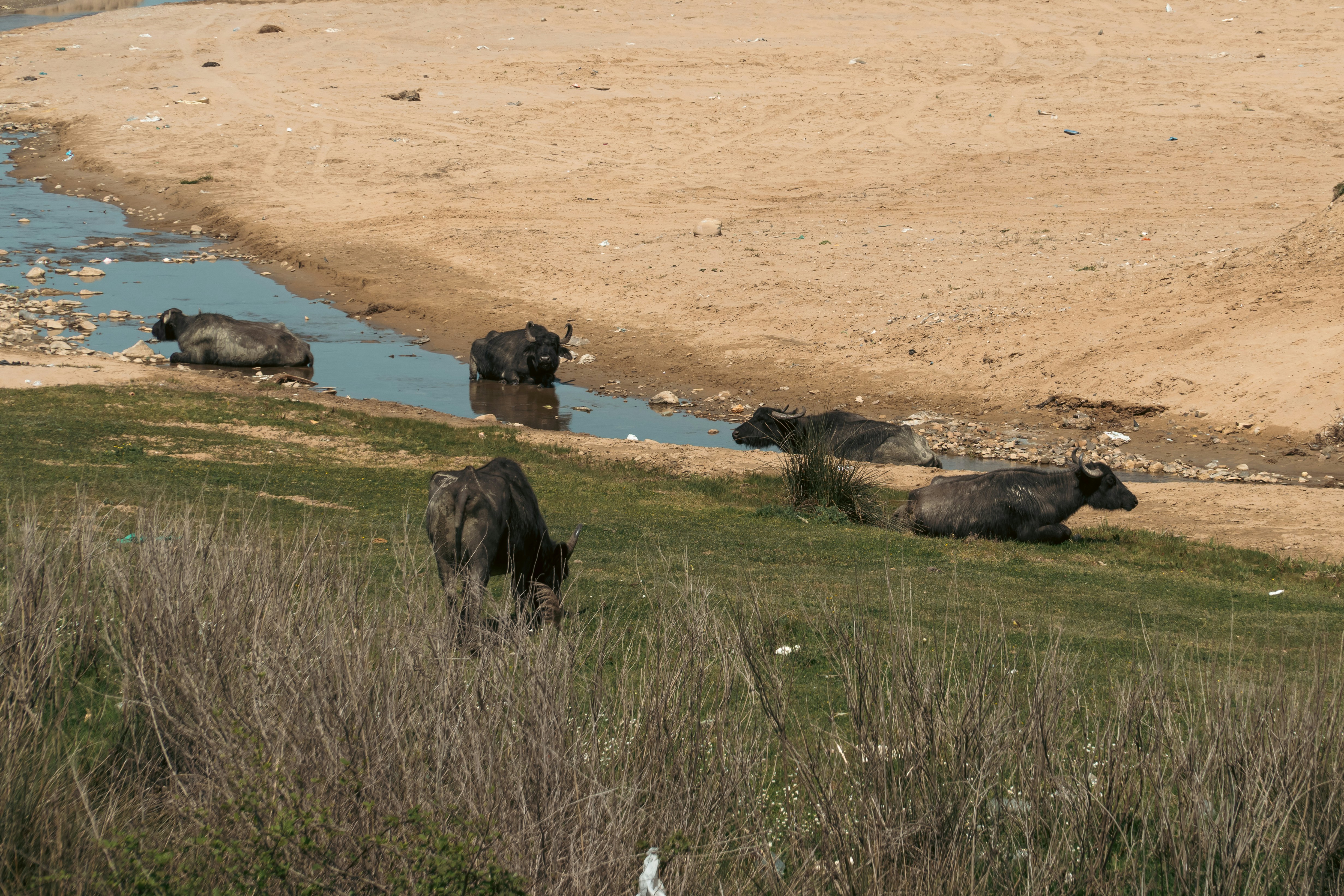 Cattle by a Riverbank: Quiet Herd at Dusk