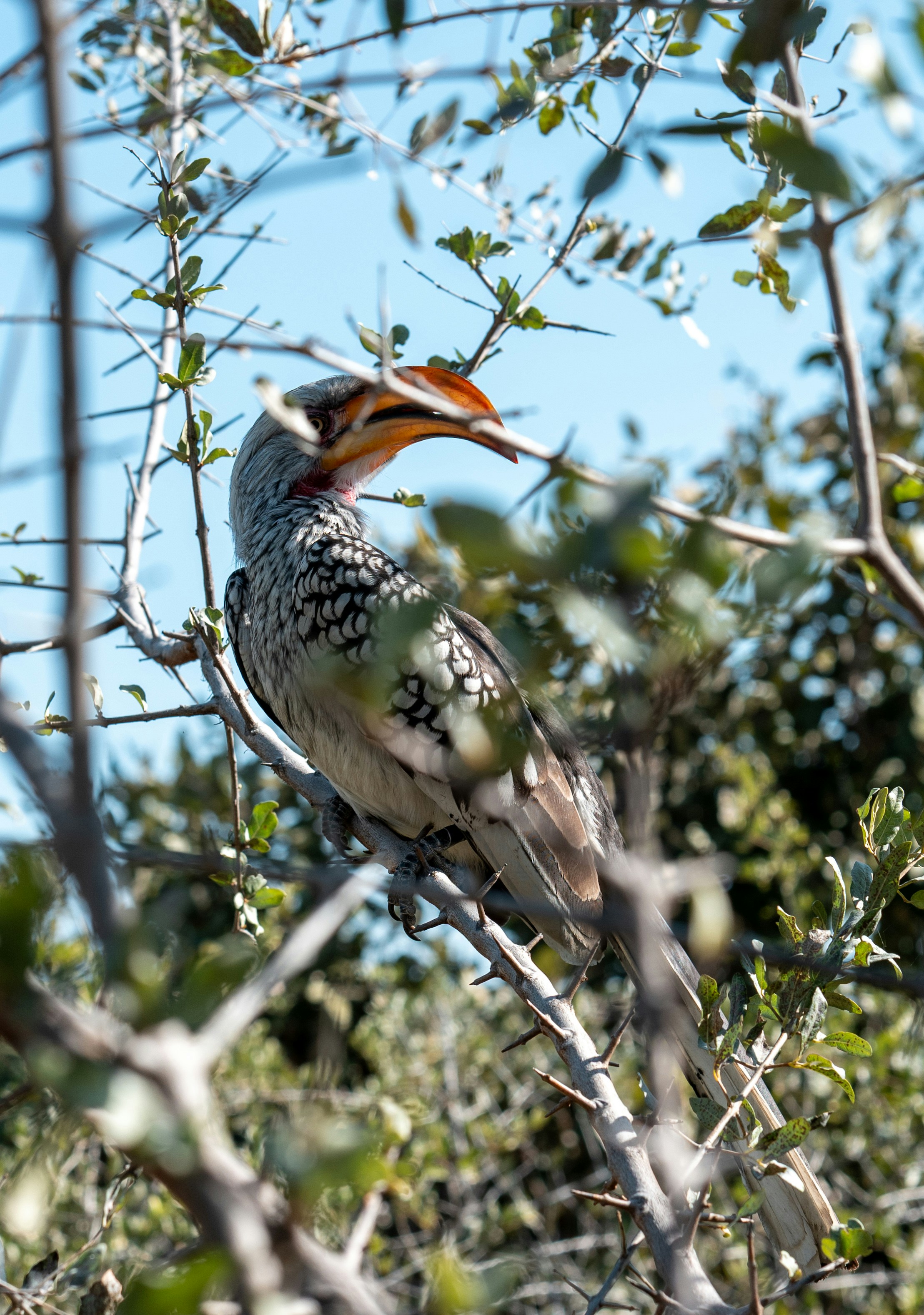 Beak of the Sunlit Hornbill in a Twisted Olive Branch