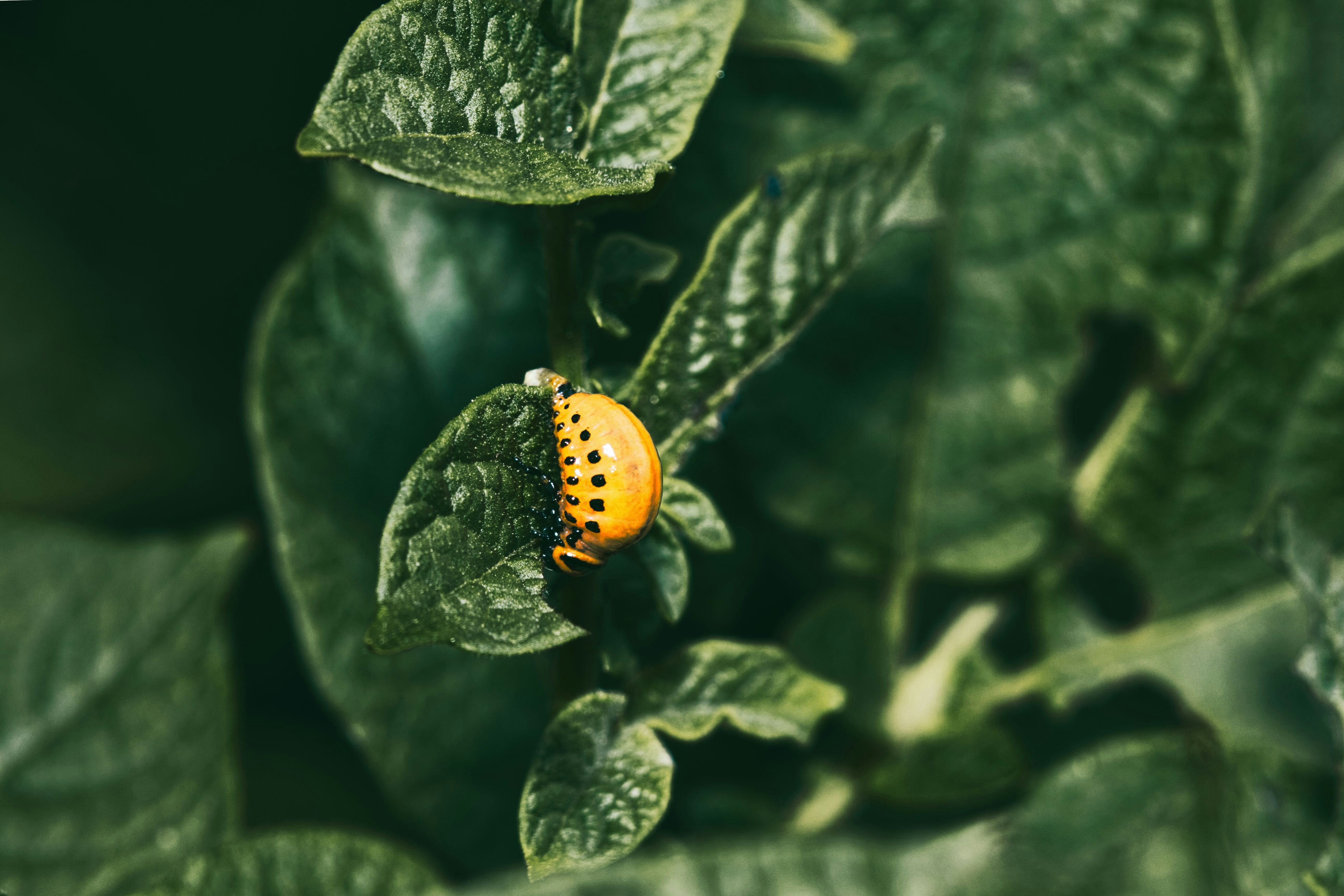 Golden Beetle on a Leaf: A Minute Spotlight in Green